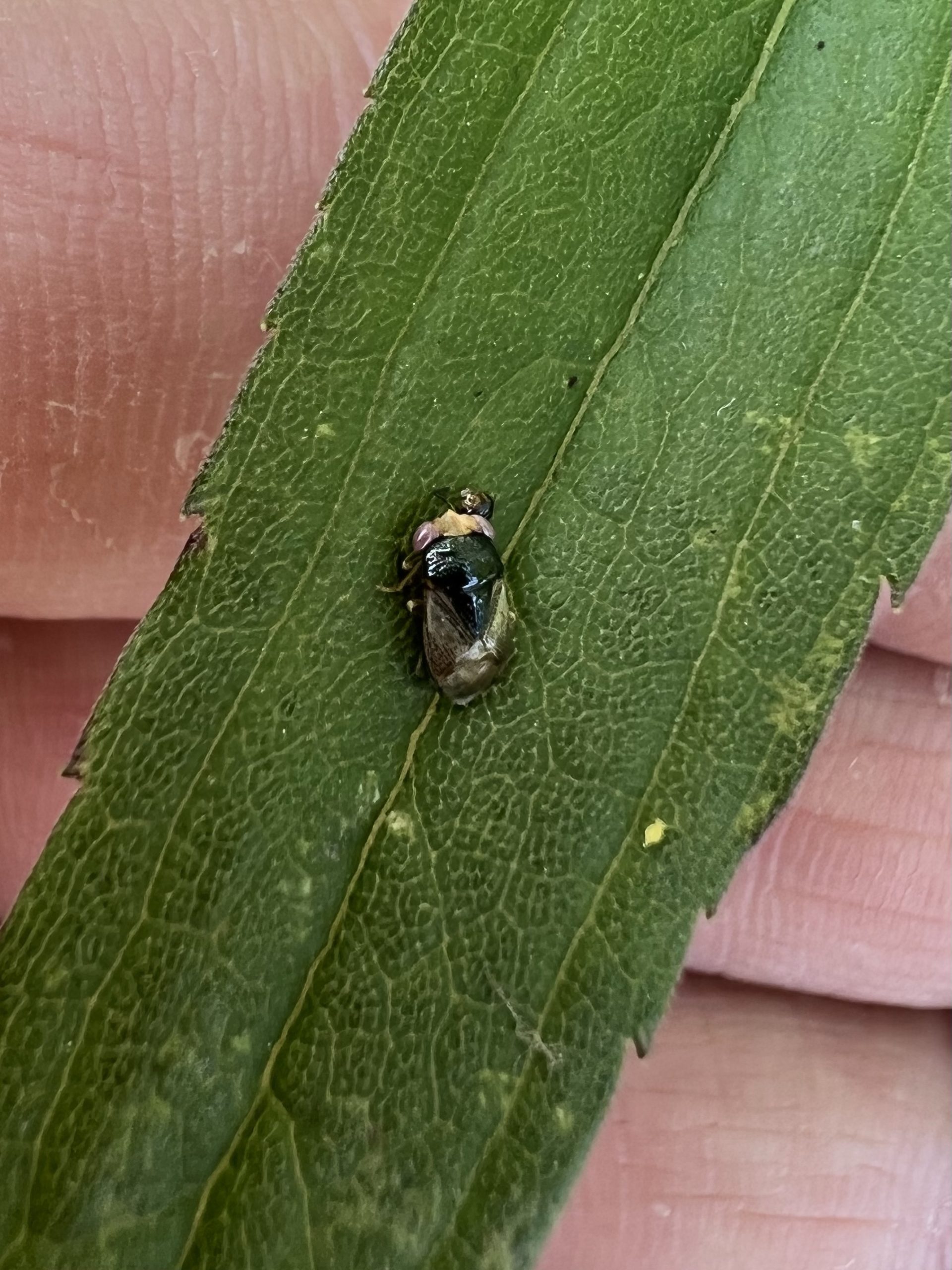 オオメカメムシ（オオメナガカメムシ） Geocoris varius – 身近な自然に癒されて