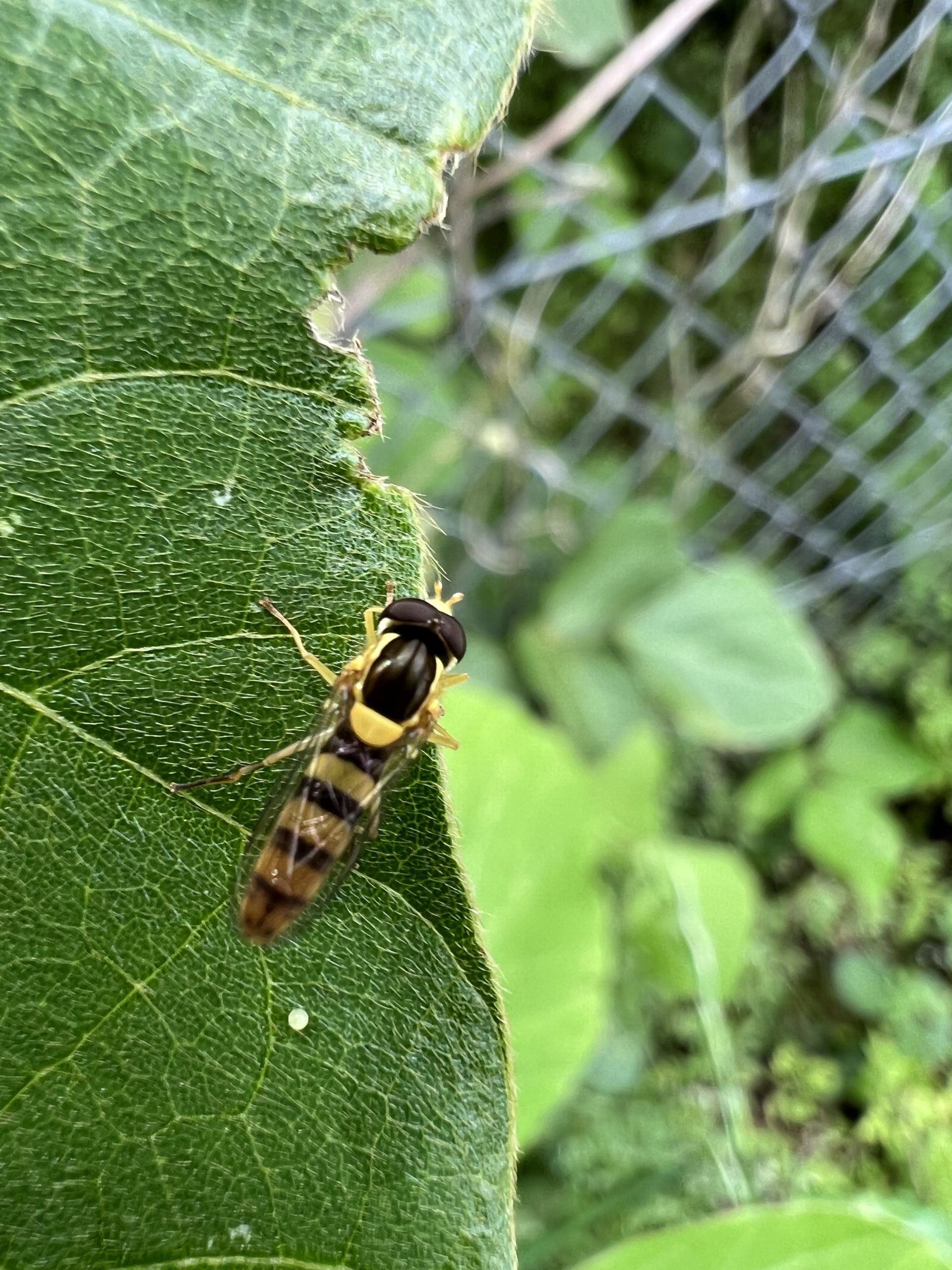 ホソヒメヒラタアブ？ Sphaerophoria macrogaster(Thomson,1869) – 身近な自然に癒されて