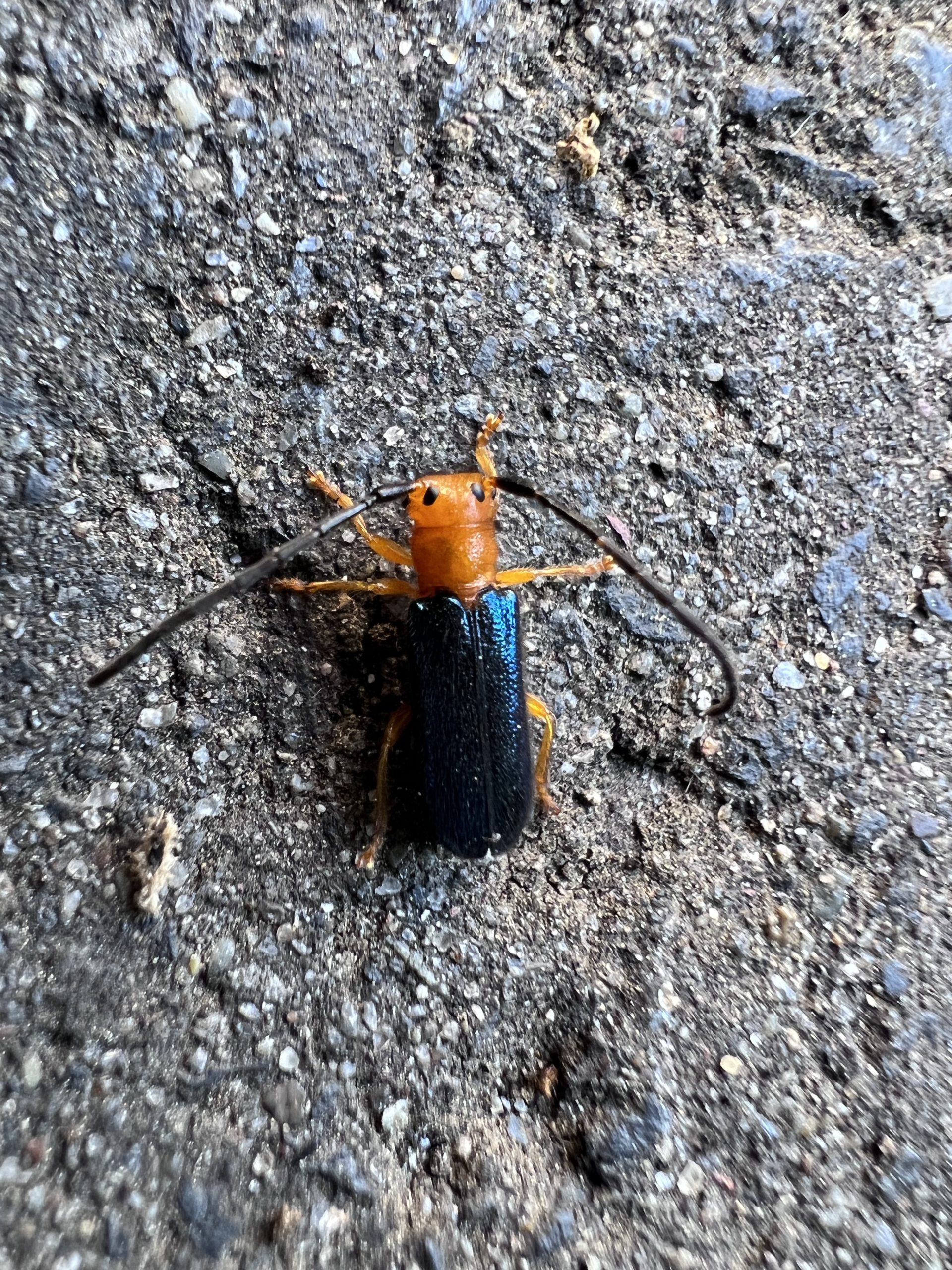 ルリカミキリ Bacchisa (Bacchisa) fortunei japonica (Gahan,1901) – 身近な自然に癒されて