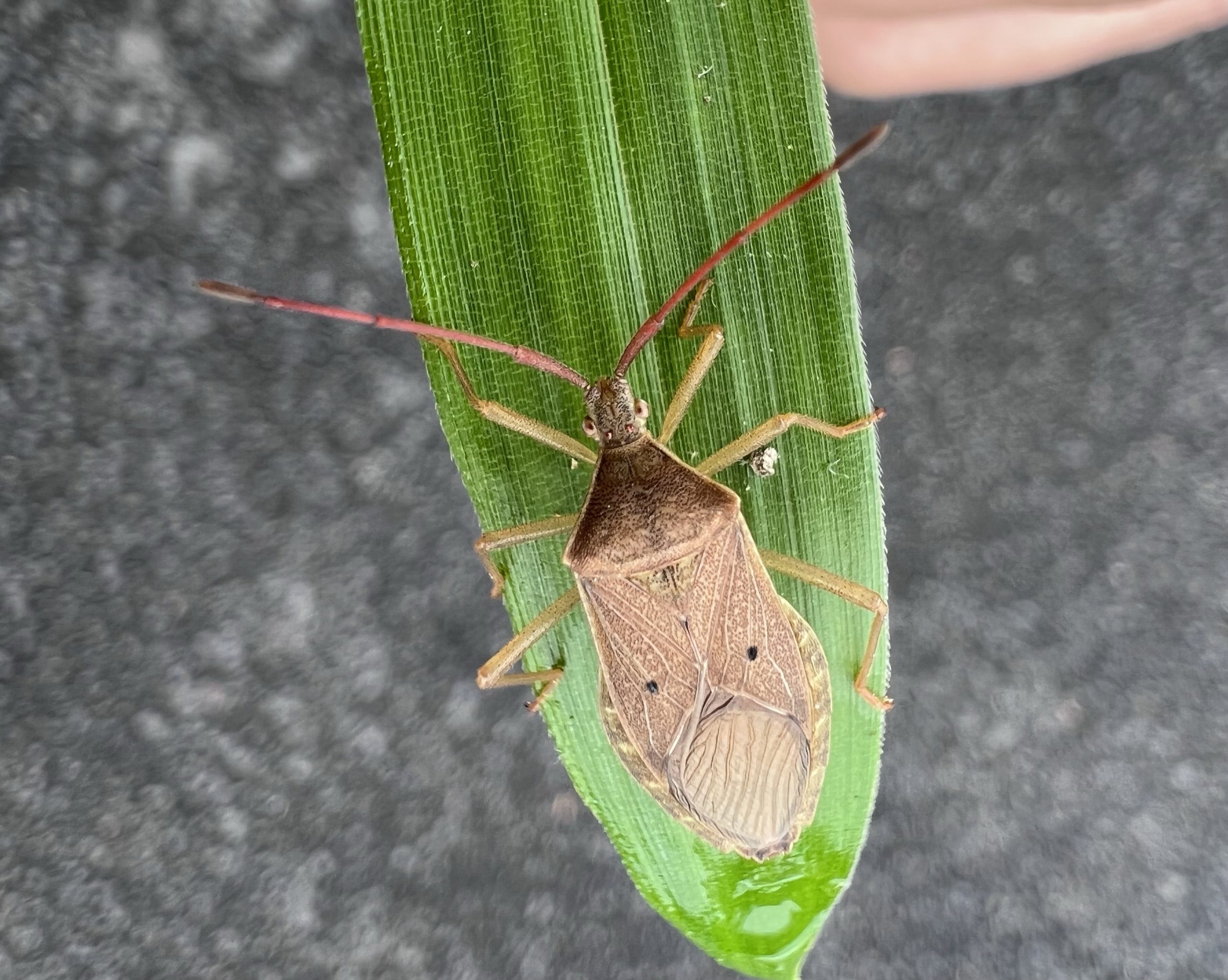 ホシハラビロヘリカメムシ Homoeocerus (Tliponius) unipunctatus s （Thunberg, 1783）2 ...