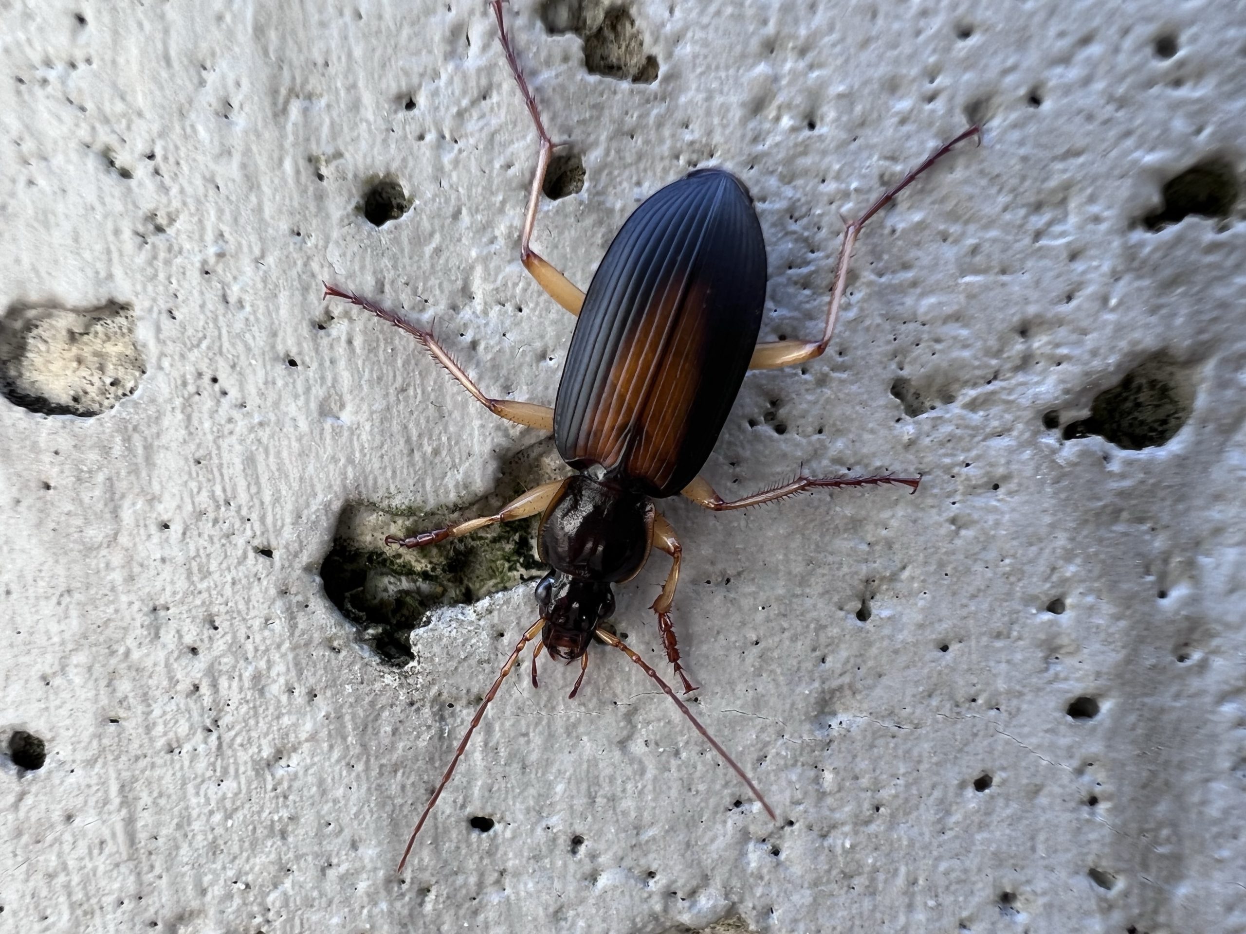 セアカヒラタゴミムシ Dolichus halensis (Schaller 1783) 3 – 身近な自然に癒されて