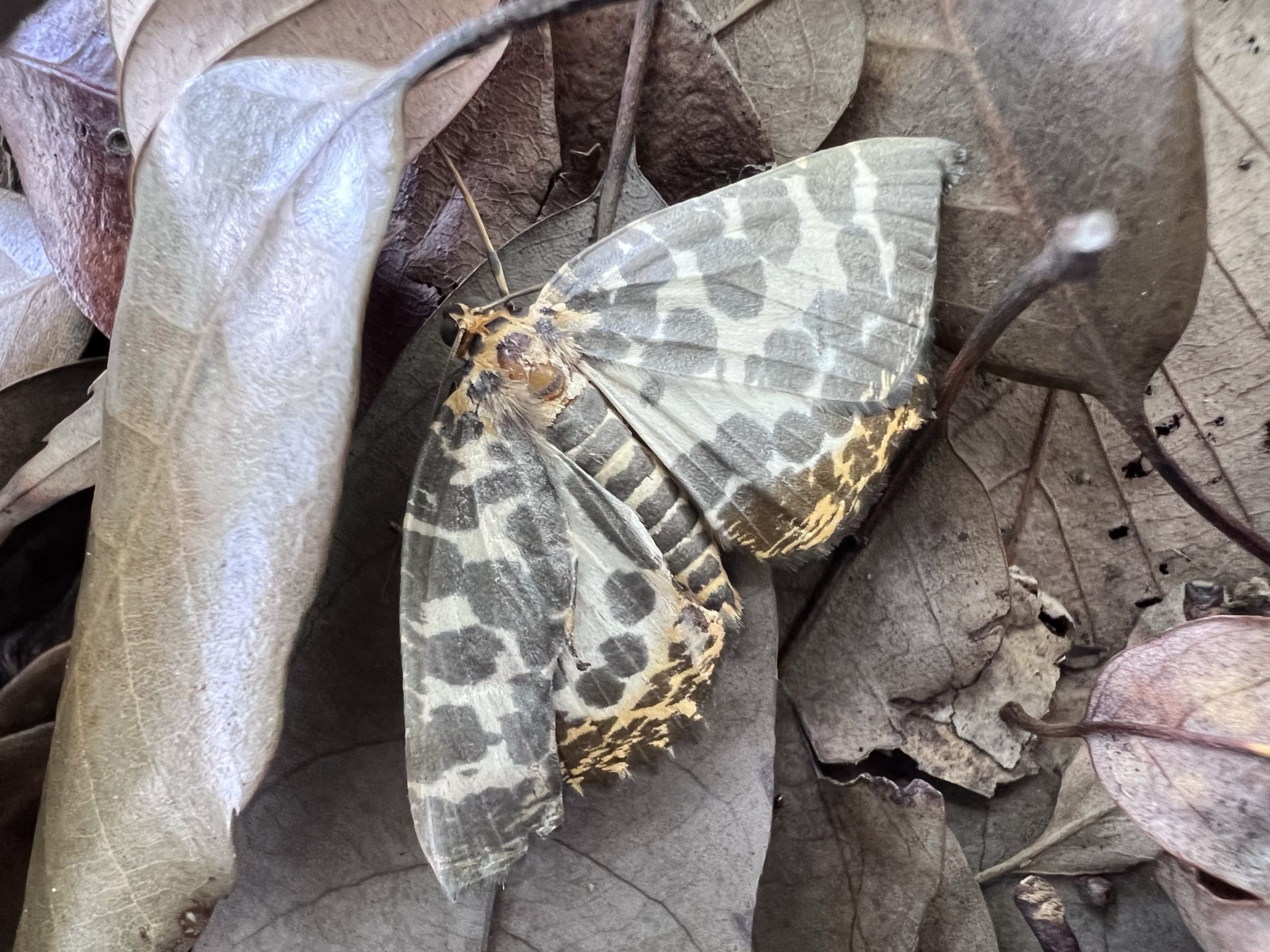 シロジマエダシャク 成虫 Euryobeidia languidata languidata (Walker, 1862) 2 – 身近な自然 ...