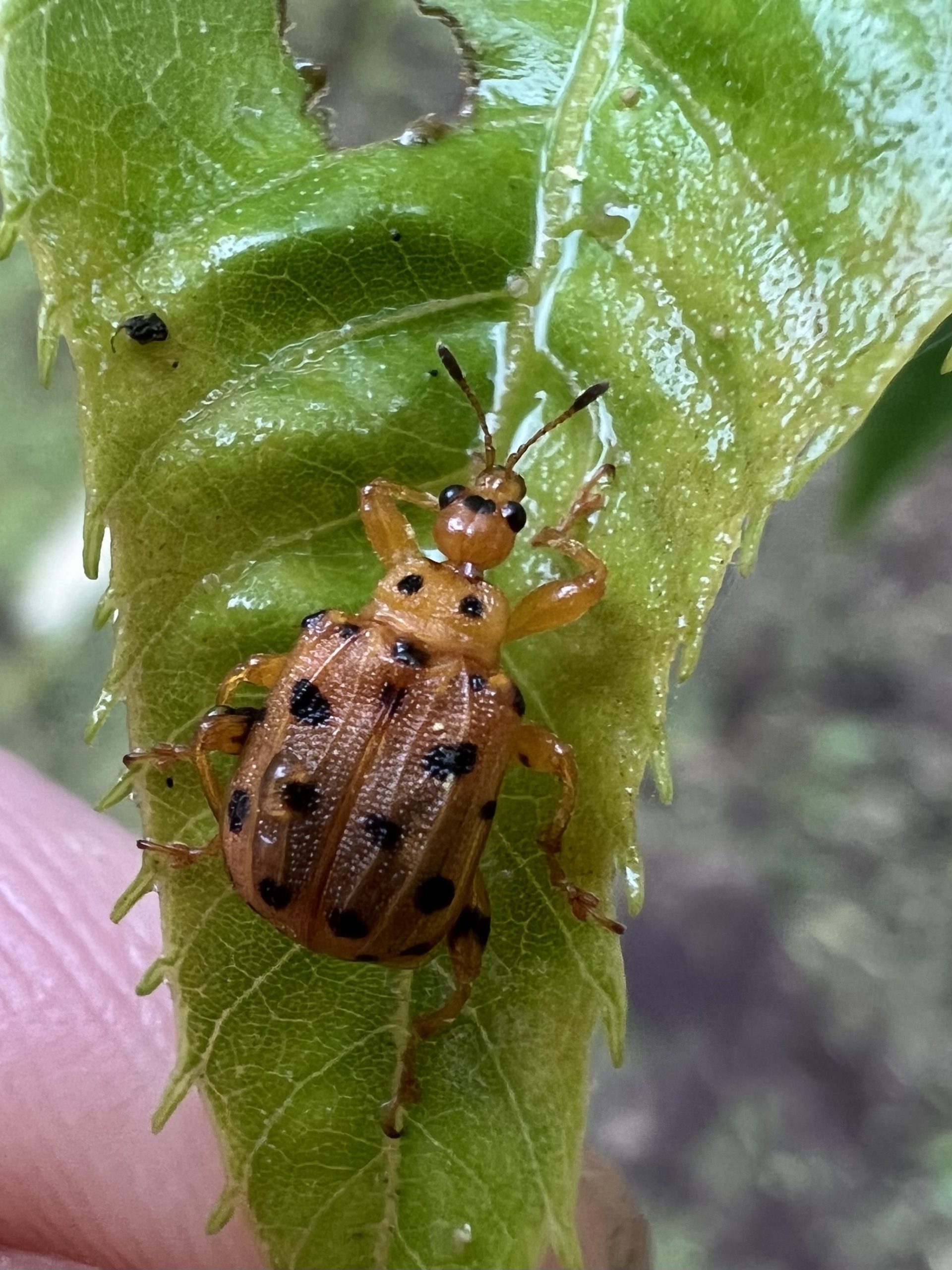 ゴマダラオトシブミ Paroplapoderus pardalis (Vollenhoven) – 身近な自然に癒されて