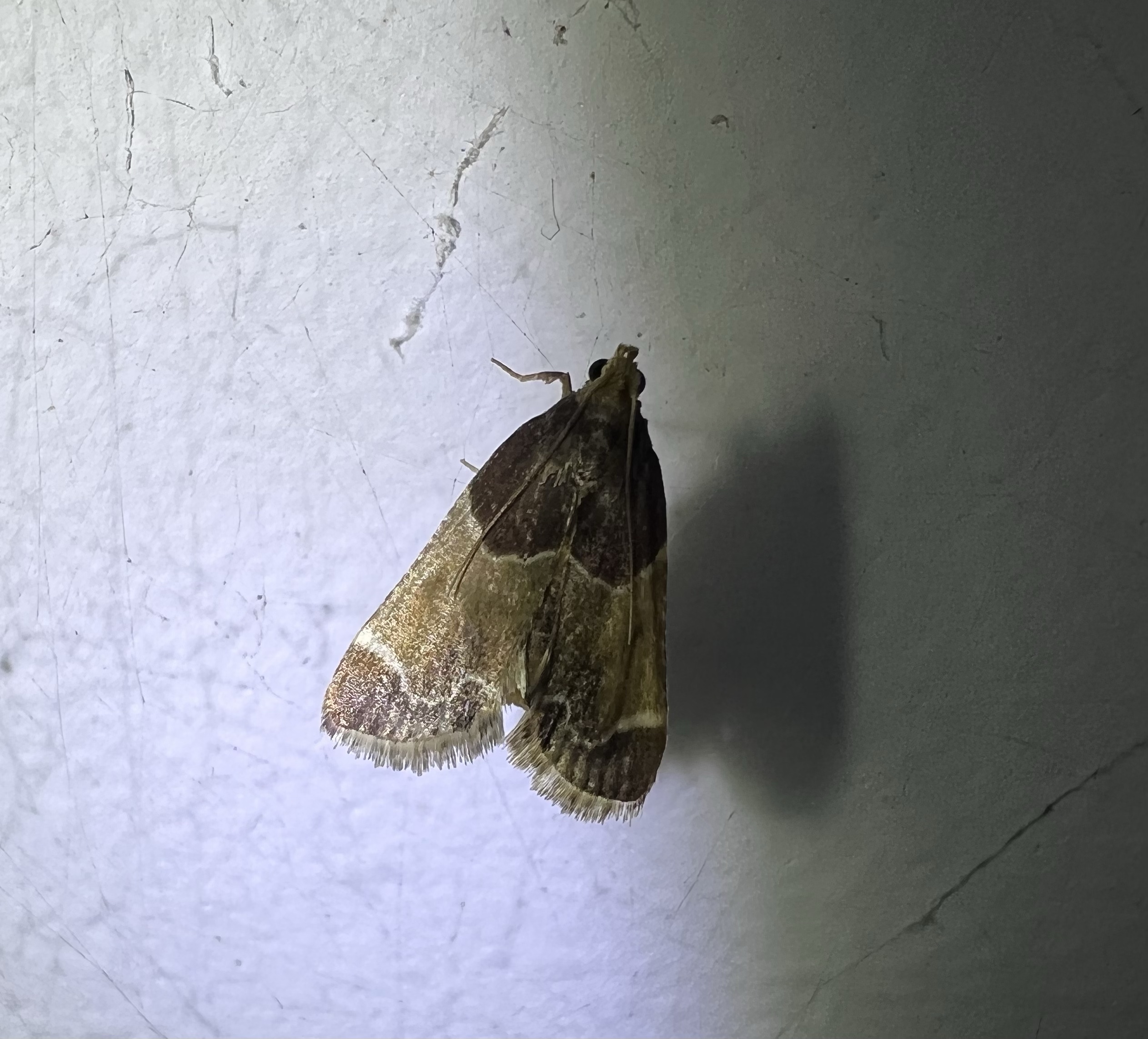 カシノシマメイガ 成虫 Pyralis farinalis (Linnaeus, 1758) – 身近な自然に癒されて