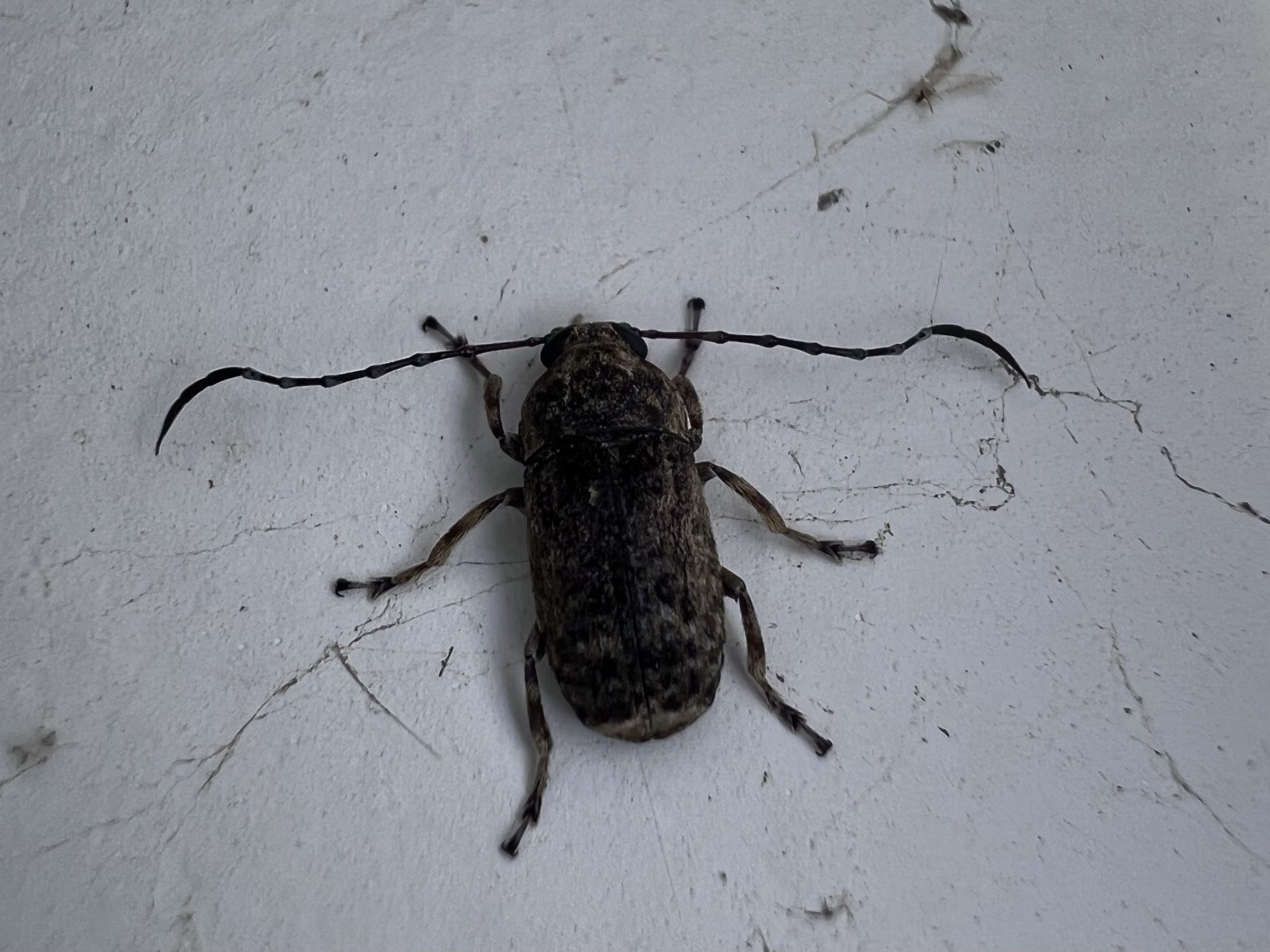 セマルヒゲナガゾウムシ Phloeobius gibbosus ROELOFS – 身近な自然に癒されて