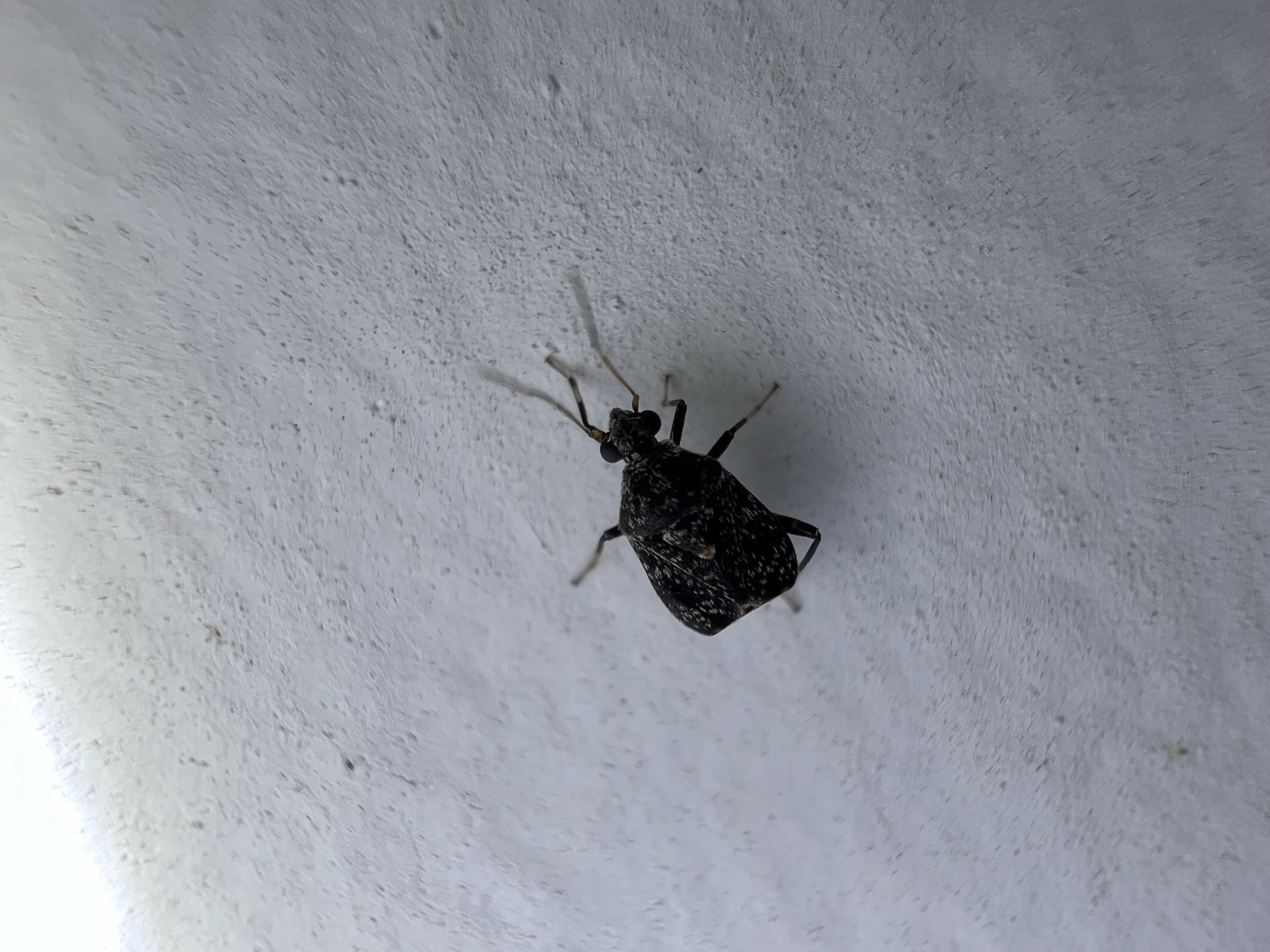 ヒメセダカカスミカメ Charagochilus angusticollis （Linnavuori,1961） – 身近な自然に癒されて