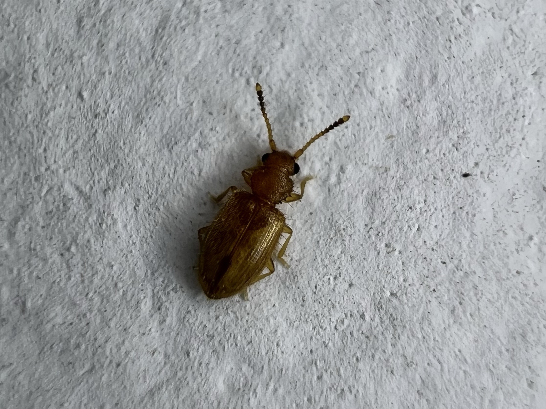 ミツモンセマルヒラタムシ？ Psammoecus triguttatus （Reitter, 1874） – 身近な自然に癒されて