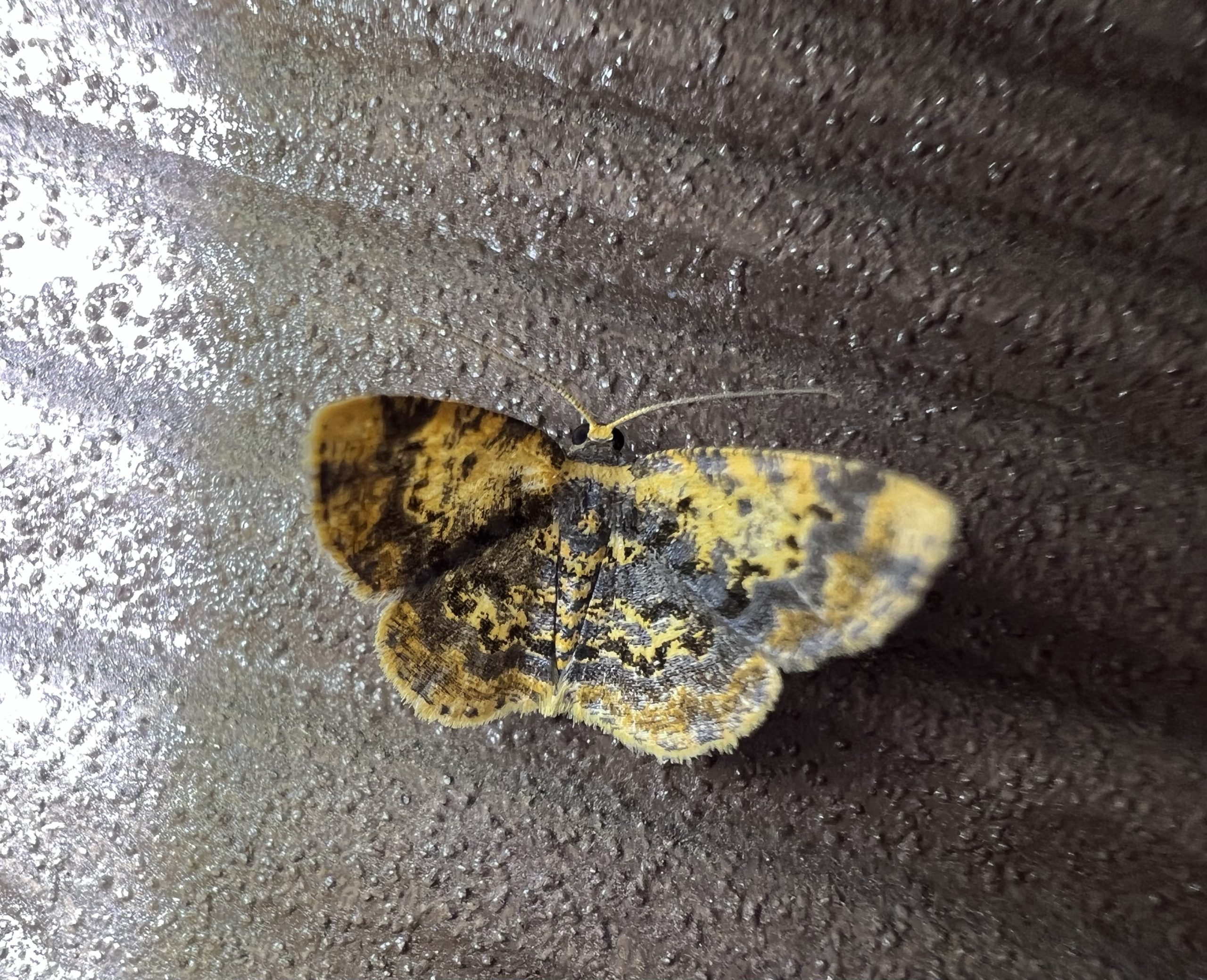 ウチムラサキヒメエダシャク 成虫 Ninodes splendens (Butler, 1878) 2 – 身近な自然に癒されて