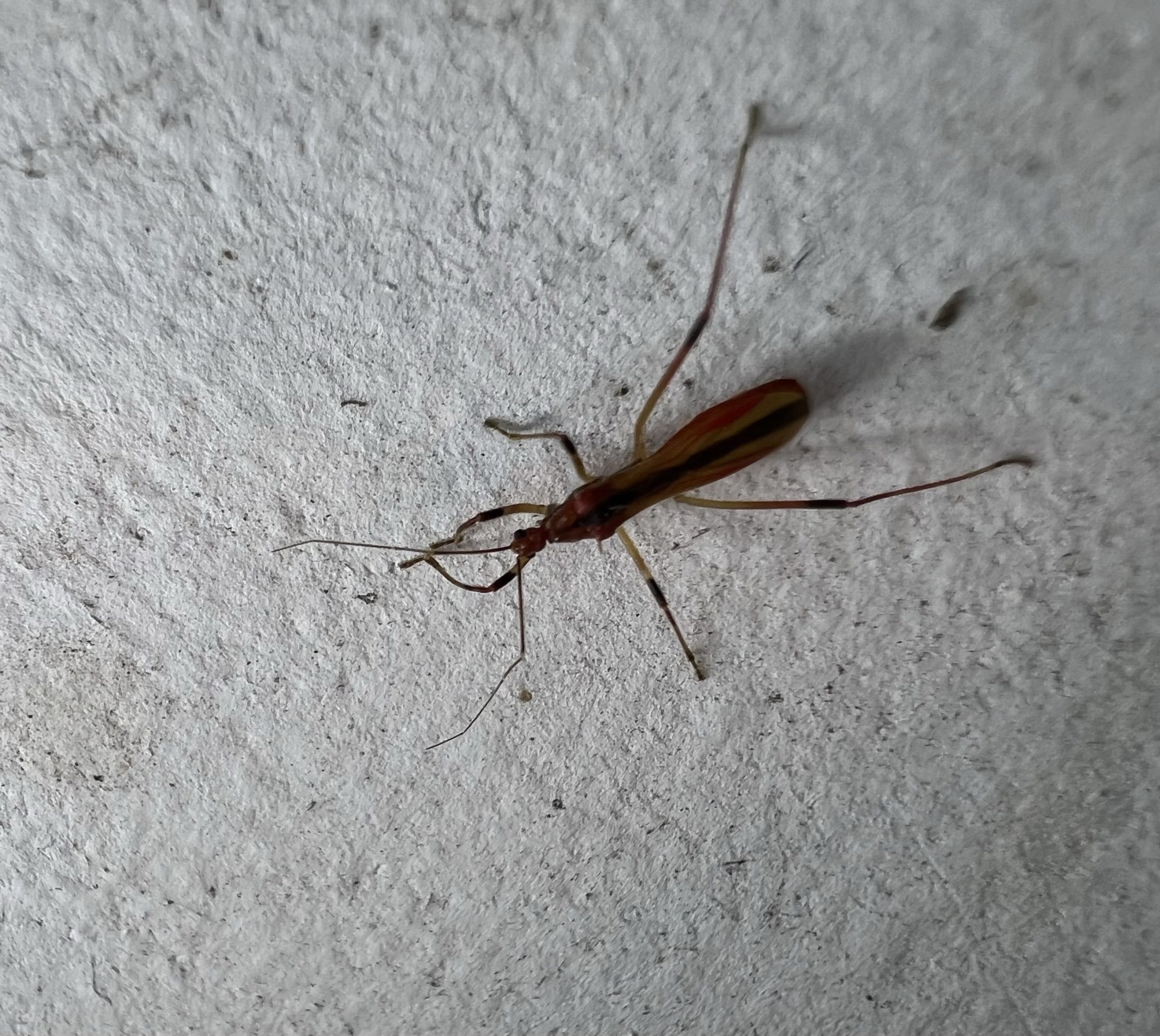 ウデワユミアシサシガメ Polytoxus armillatus （Ishikawa, 1998） – 身近な自然に癒されて