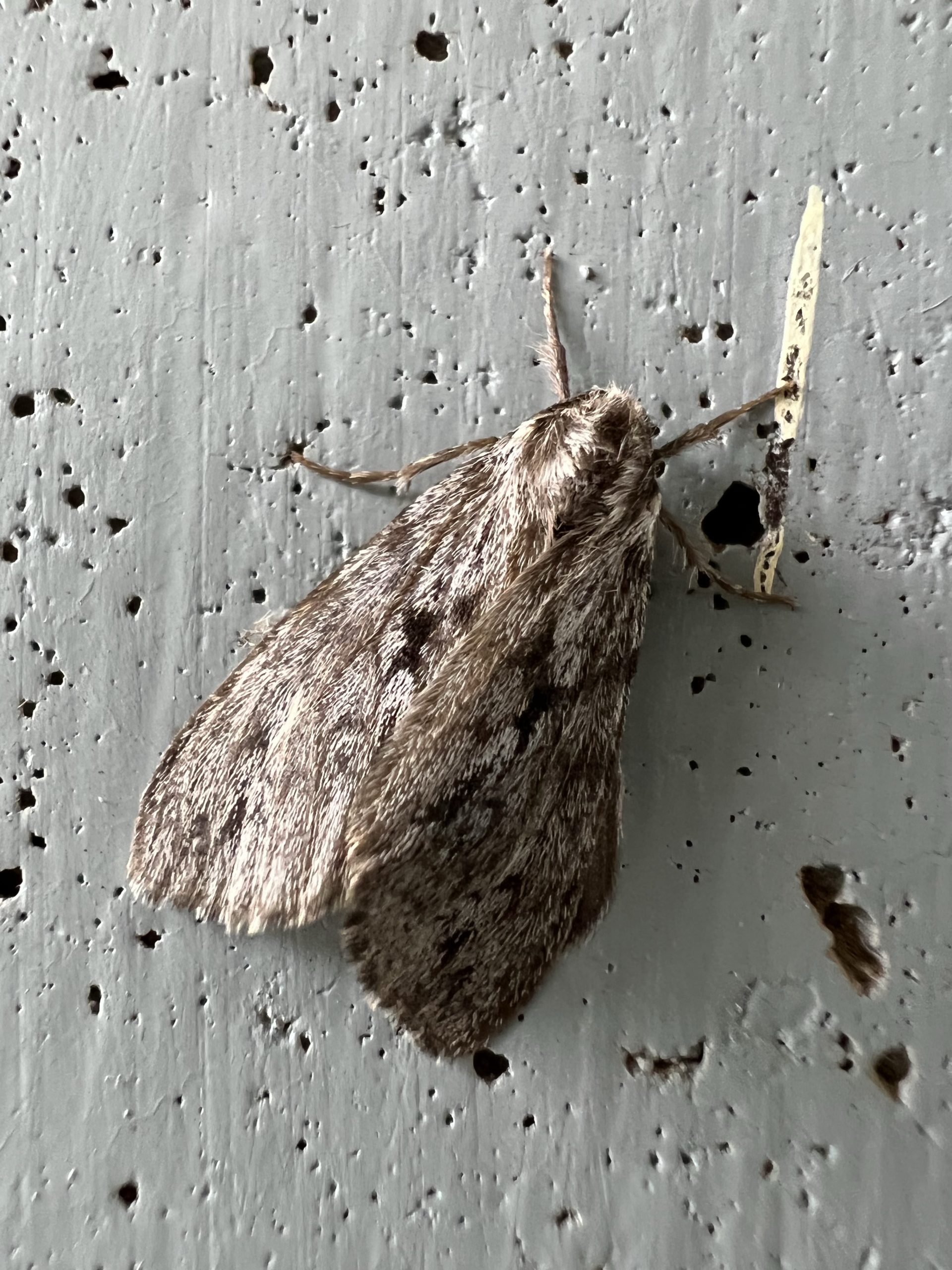 ウチジロマイマイ？ 成虫 Parocneria furva (Leech, [1889]) – 身近な自然に癒されて