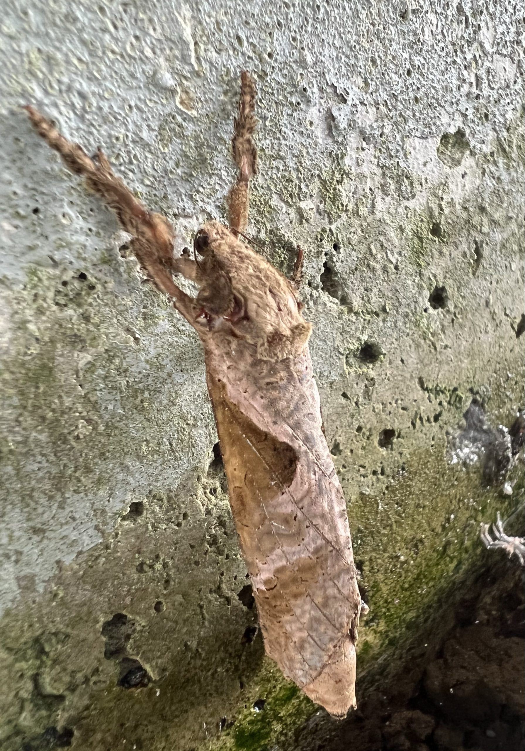 コウモリガ？ 成虫 Endoclita excrescens(Butler, 1877) – 身近な自然に癒されて