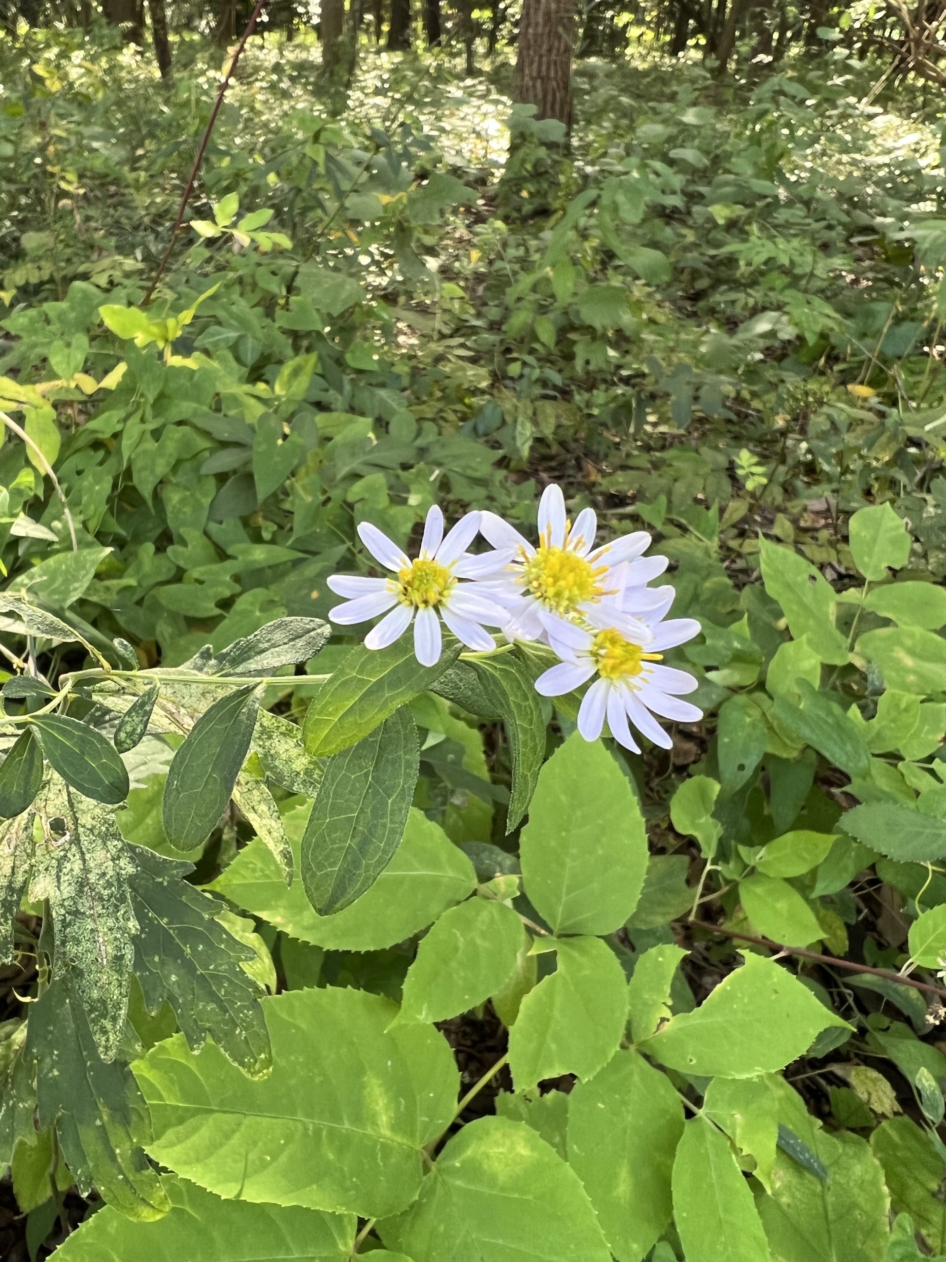 ノコンギク Aster microcephalus var. ovatus (Franch. & Sav.) Soejima & Mot ...