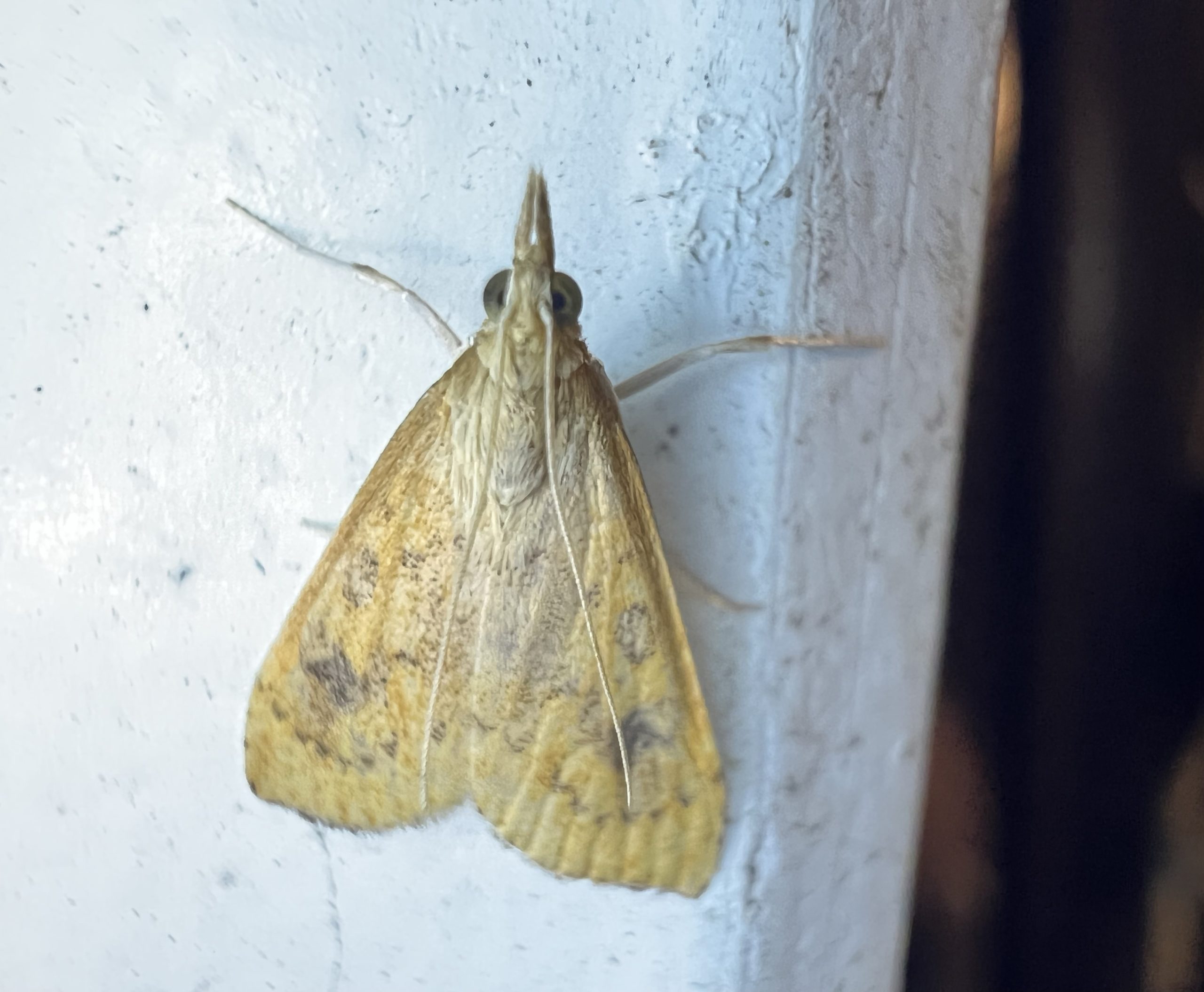 クロモンキノメイガ 成虫 Udea testacea (Butler, 1879) 2nd – 身近な自然に癒されて