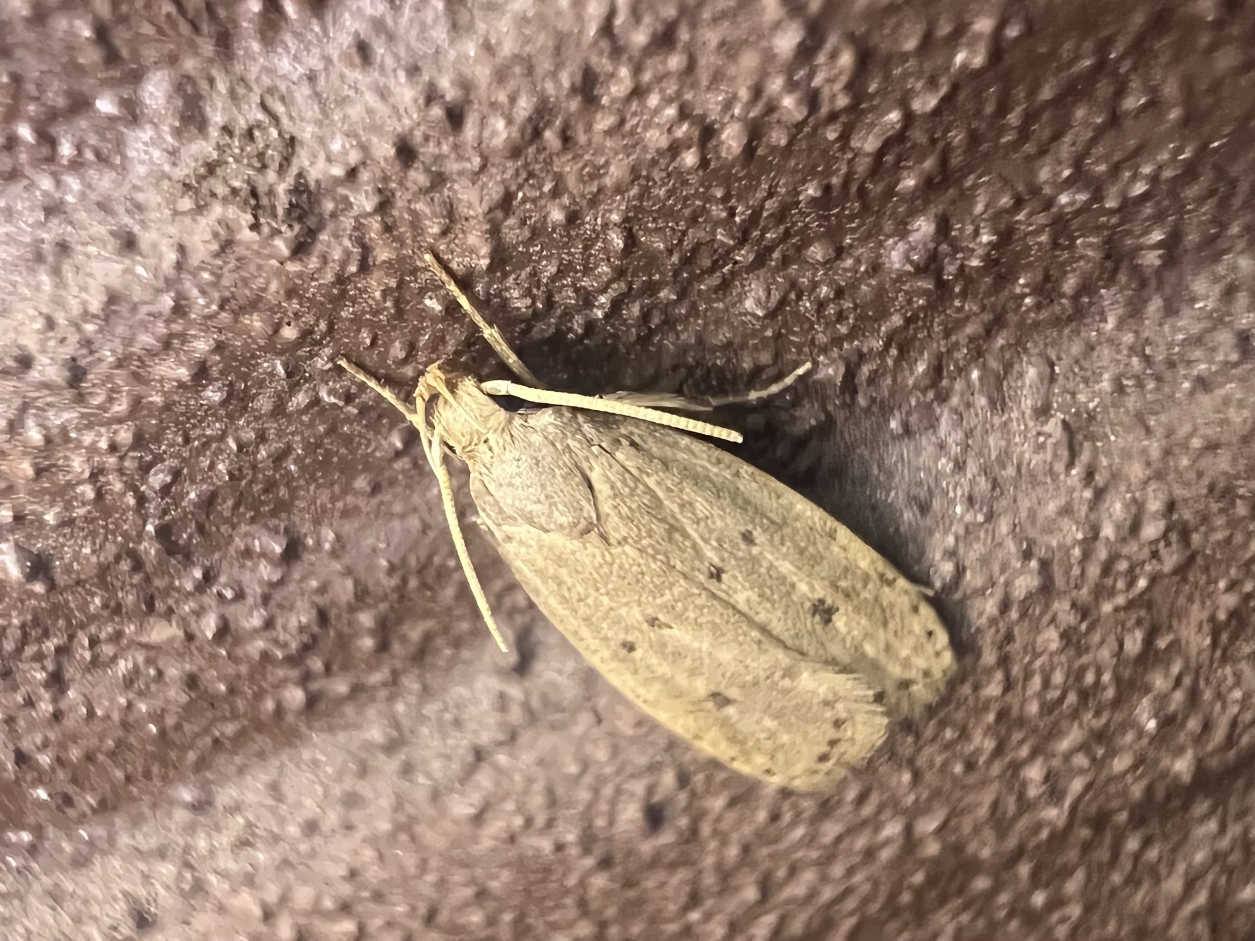 ミツボシキバガ 成虫 Autosticha modicella (Christoph, 1882) – 身近な自然に癒されて