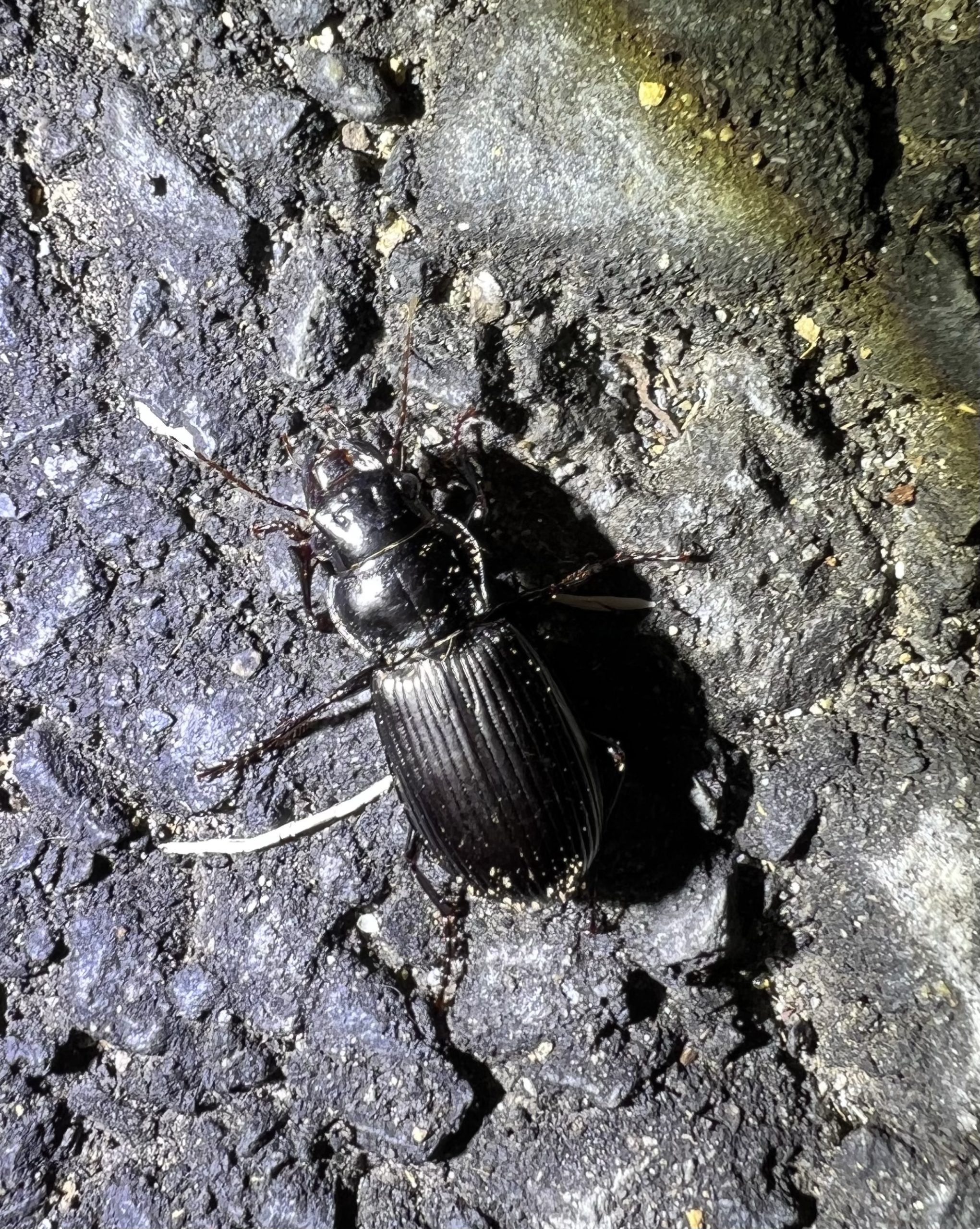オオマルガタゴミムシ？ Amara gigantea （Motschulsky 1844） – 身近な自然に癒されて