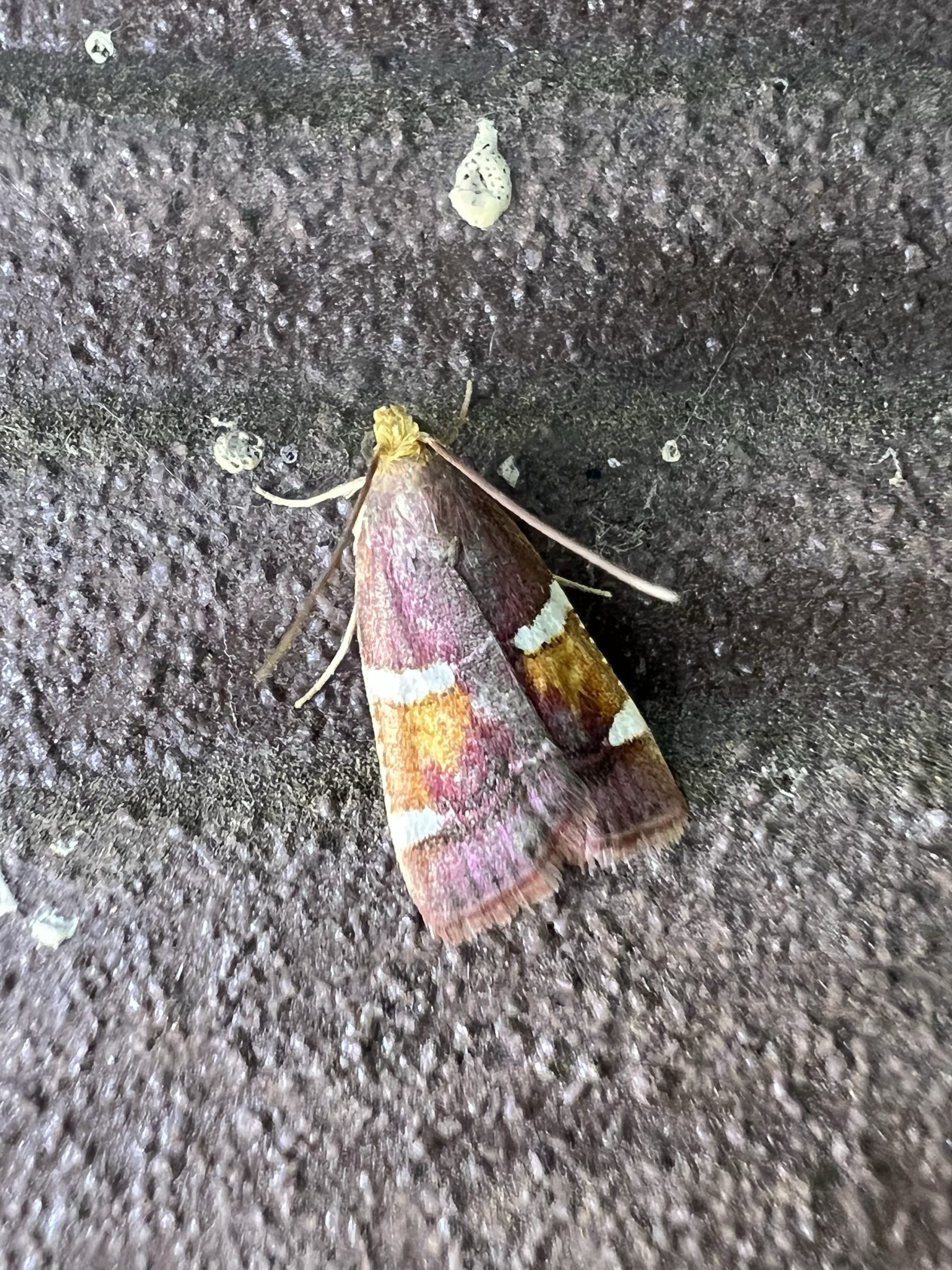 ギンモンシマメイガ 成虫 Pyralis regalis [Denis & Schiffermüller], 1775 – 身近な自然に癒されて