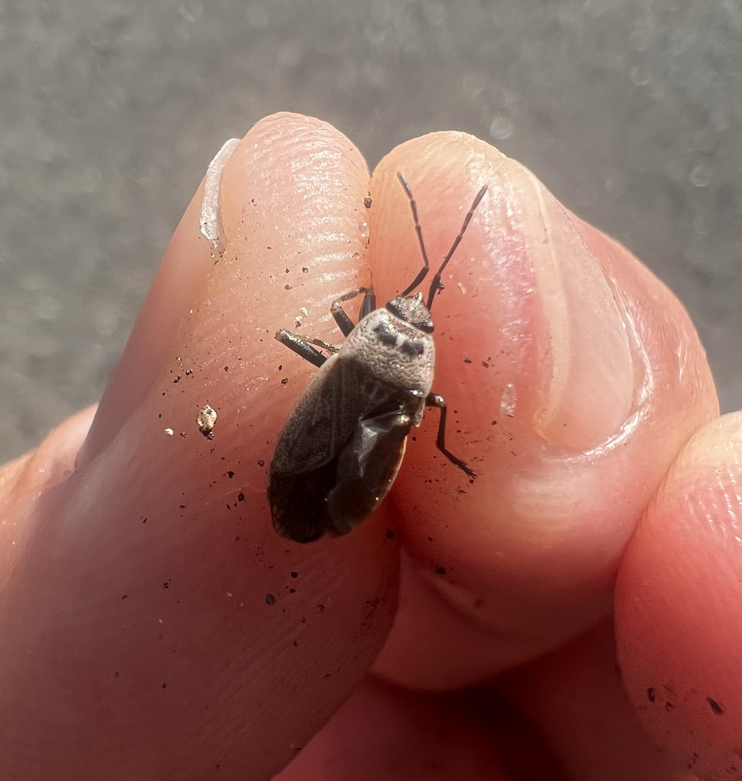 フタモンホシカメムシ 成虫 Pyrrhocoris sibiricus （Kuschakewitsch, 1866） – 身近な自然に癒されて