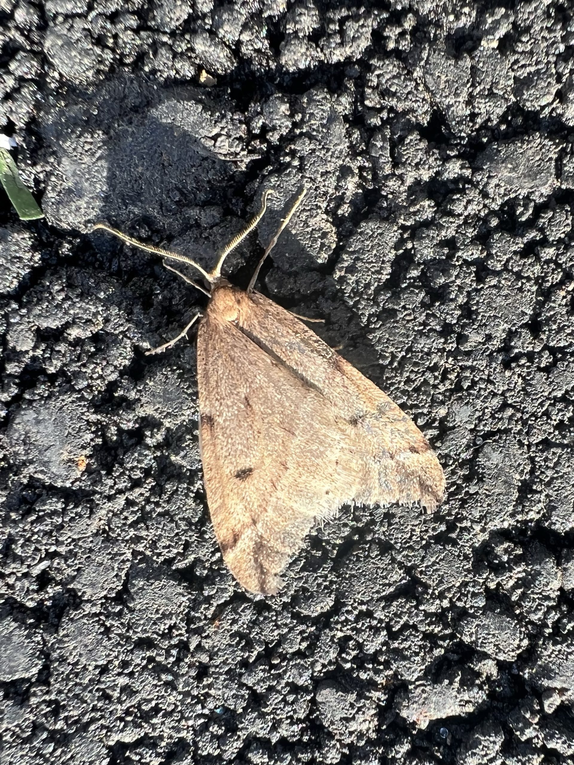 ウスバフユシャク？ 雄 Inurois fletcheri Inoue, 1954 2nd – 身近な自然に癒されて