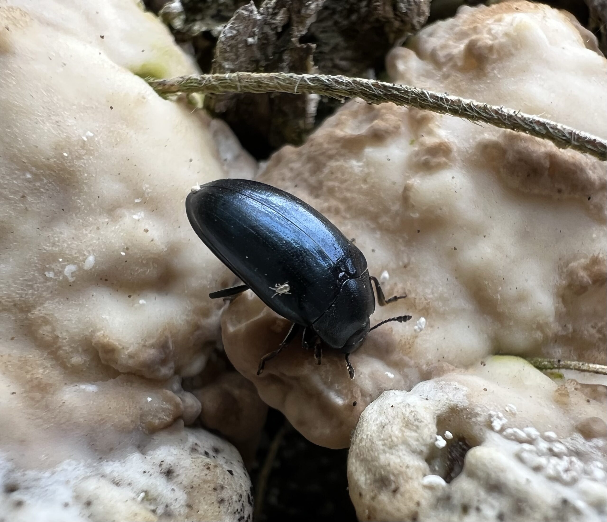 ルリオオキノコ（ムシ）Aulacochilus sibiricus (Reitter 1879) – 身近な自然に癒されて
