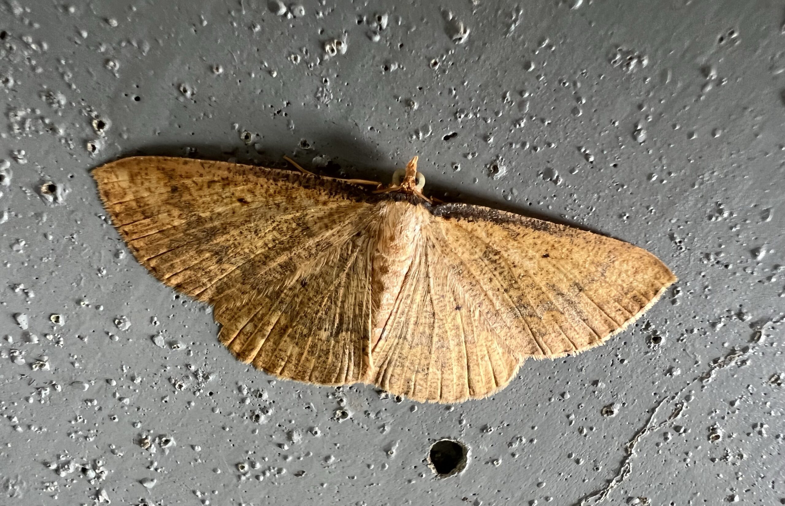 ハグルマエダシャク 成虫 Synegia hadassa hadassa (Butler, 1878) – 身近な自然に癒されて