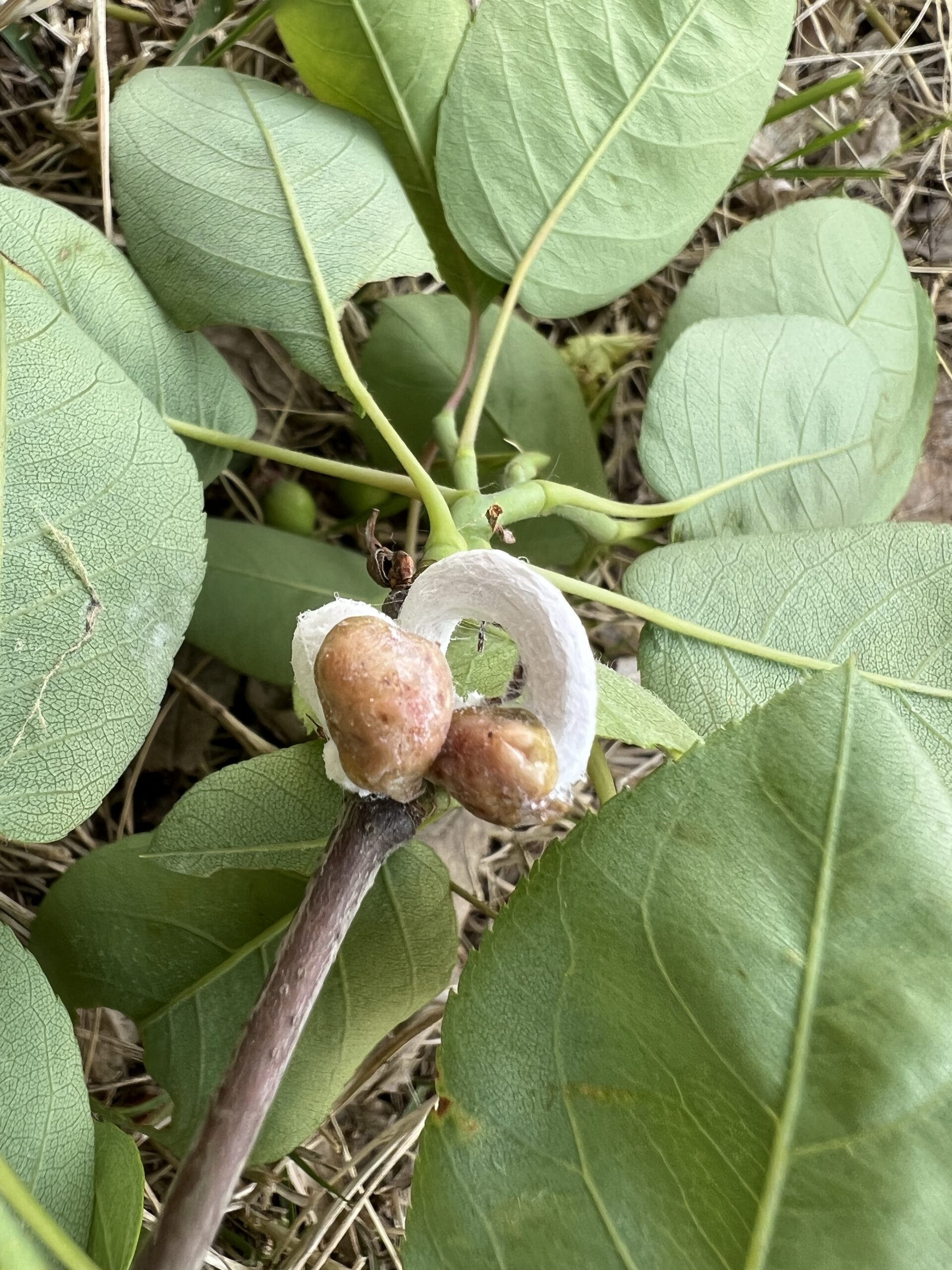 ヒモワタカイガラムシ 雌 Takahasia japonica (Cockerell 1896) – 身近な自然に癒されて