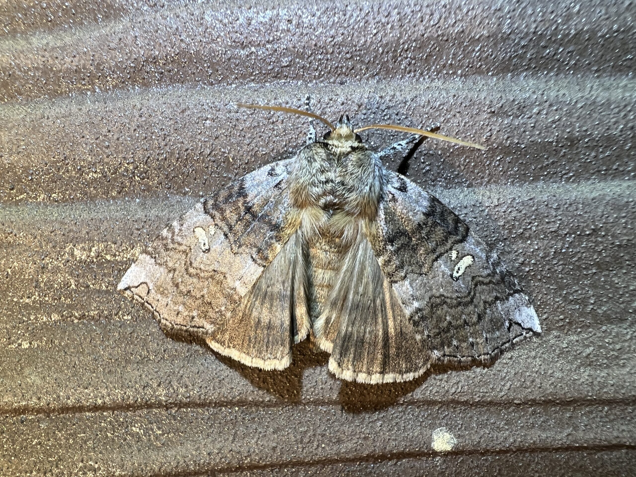 オオバトガリバ 成虫 Tethea ampliata ampliata (Butler, 1878) – 身近な自然に癒されて