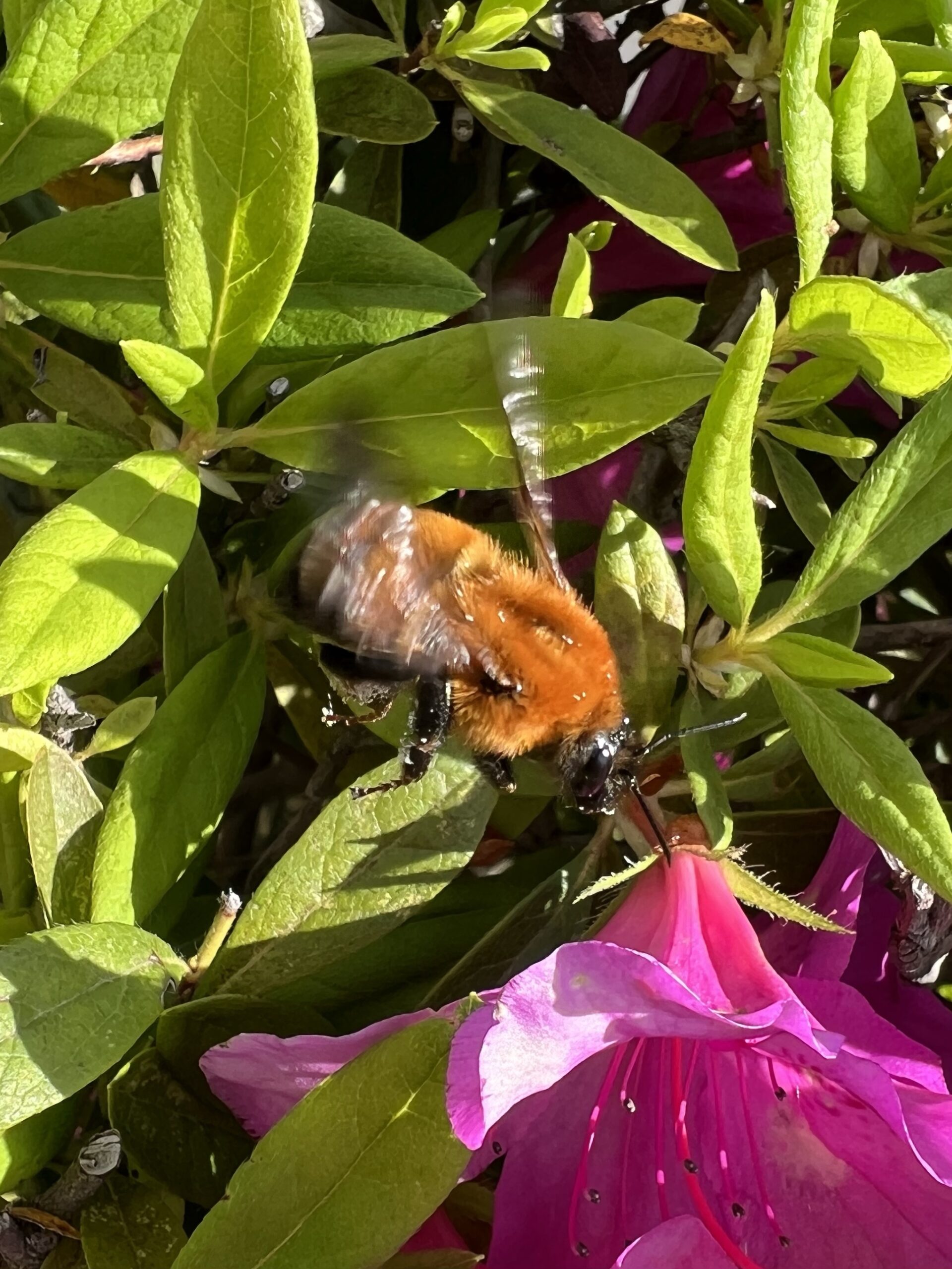 トラマルハナバチ Bombus diversus （Smith, 1869） – 身近な自然に癒されて