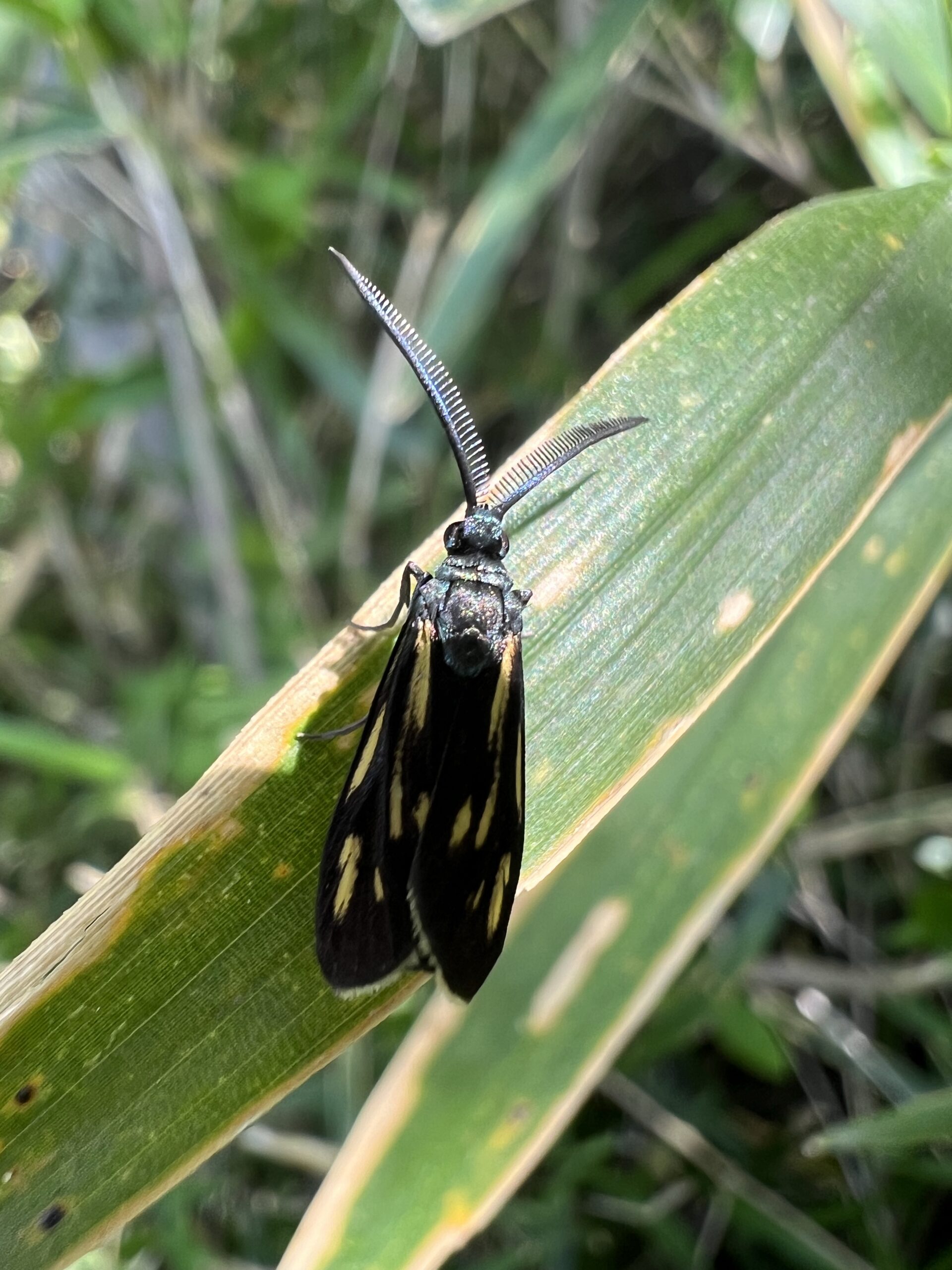 キスジホソマダラ 成虫 雄 Balataea gracilis gracilis (Walker, [1865]) – 身近な自然に癒されて