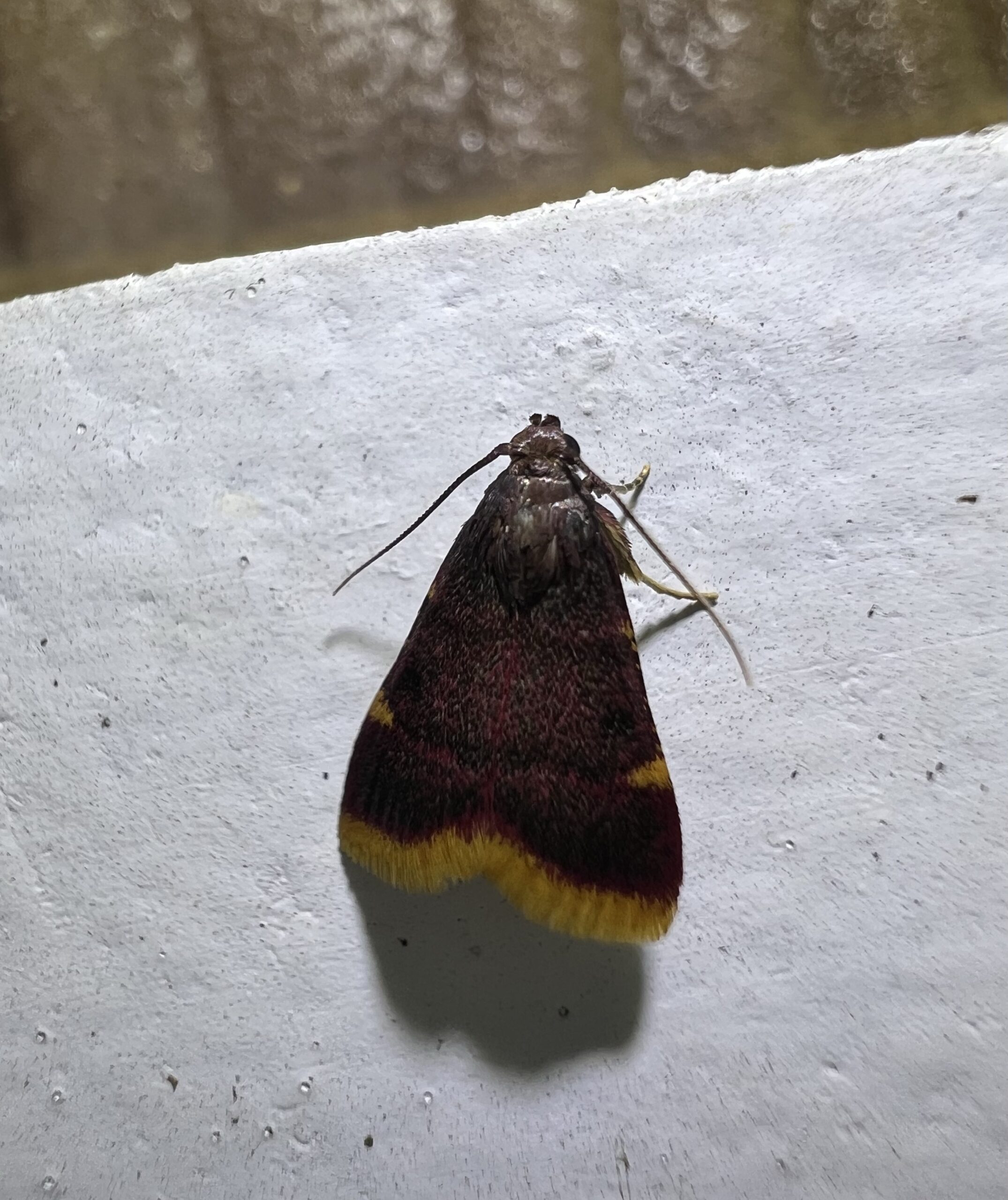 トビイロシマメイガ 成虫 Hypsopygia regina (Butler, 1879) 2nd – 身近な自然に癒されて