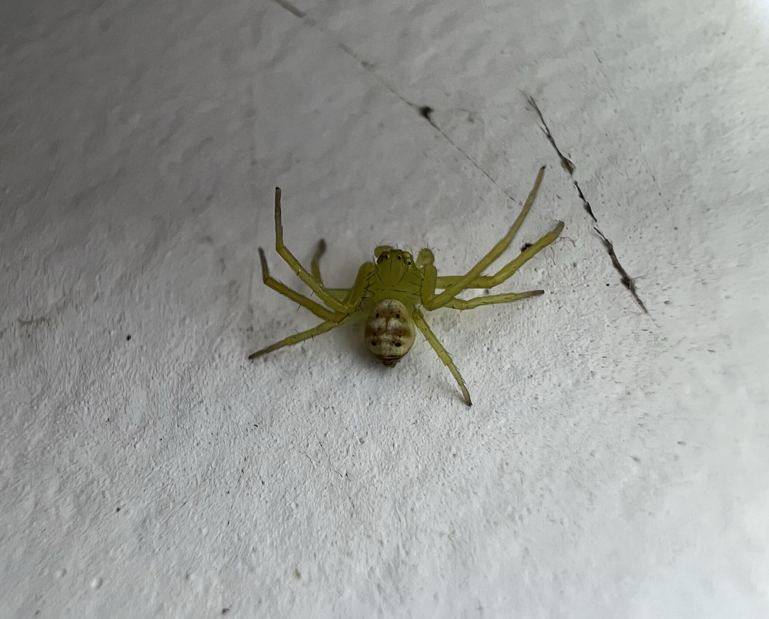 コハナグモ 雄 Diaea subdola （O. P.-Cambridge, 1885） – 身近な自然に癒されて