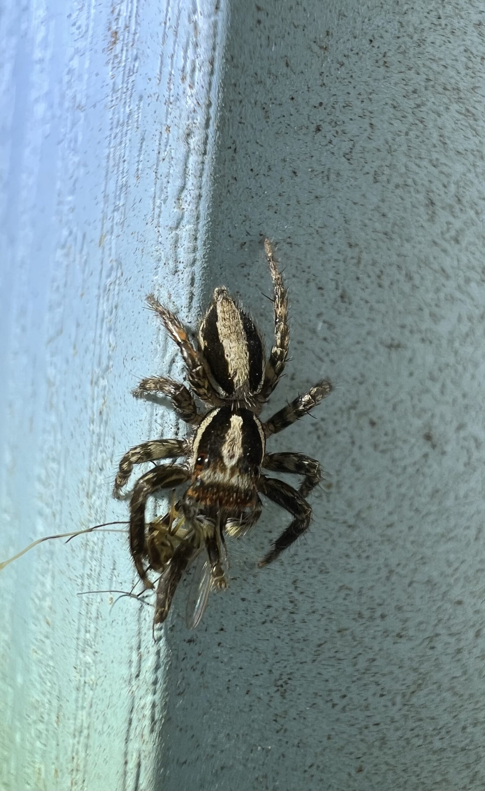 アシブトハエトリ Pancorius crassipes (Karsch, 1881) – 身近な自然に癒されて