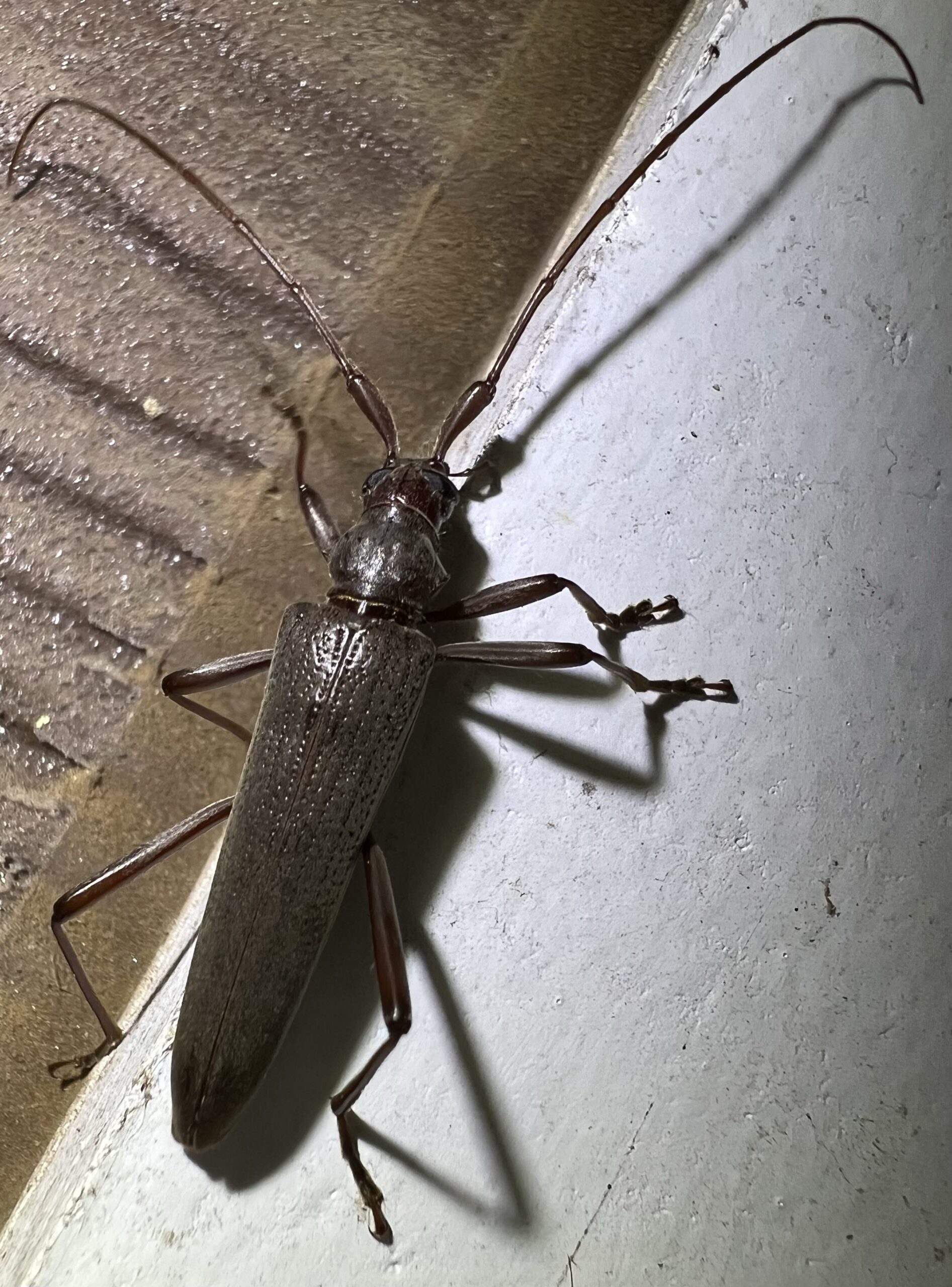 ホソカミキリ Distenia gracilis (Blessig, 1872) – 身近な自然に癒されて