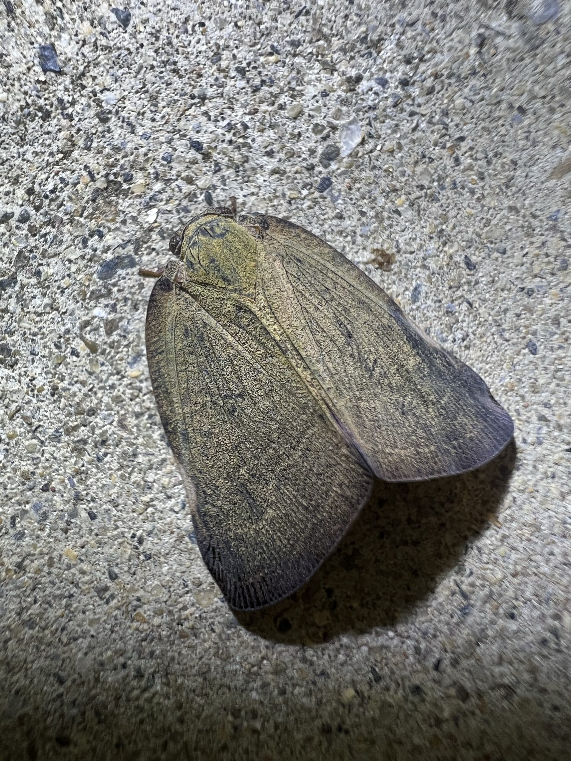 Ricanula sublimata (Jacobi, 1916) or Pochazia shantungensis (Chou & Lu ...