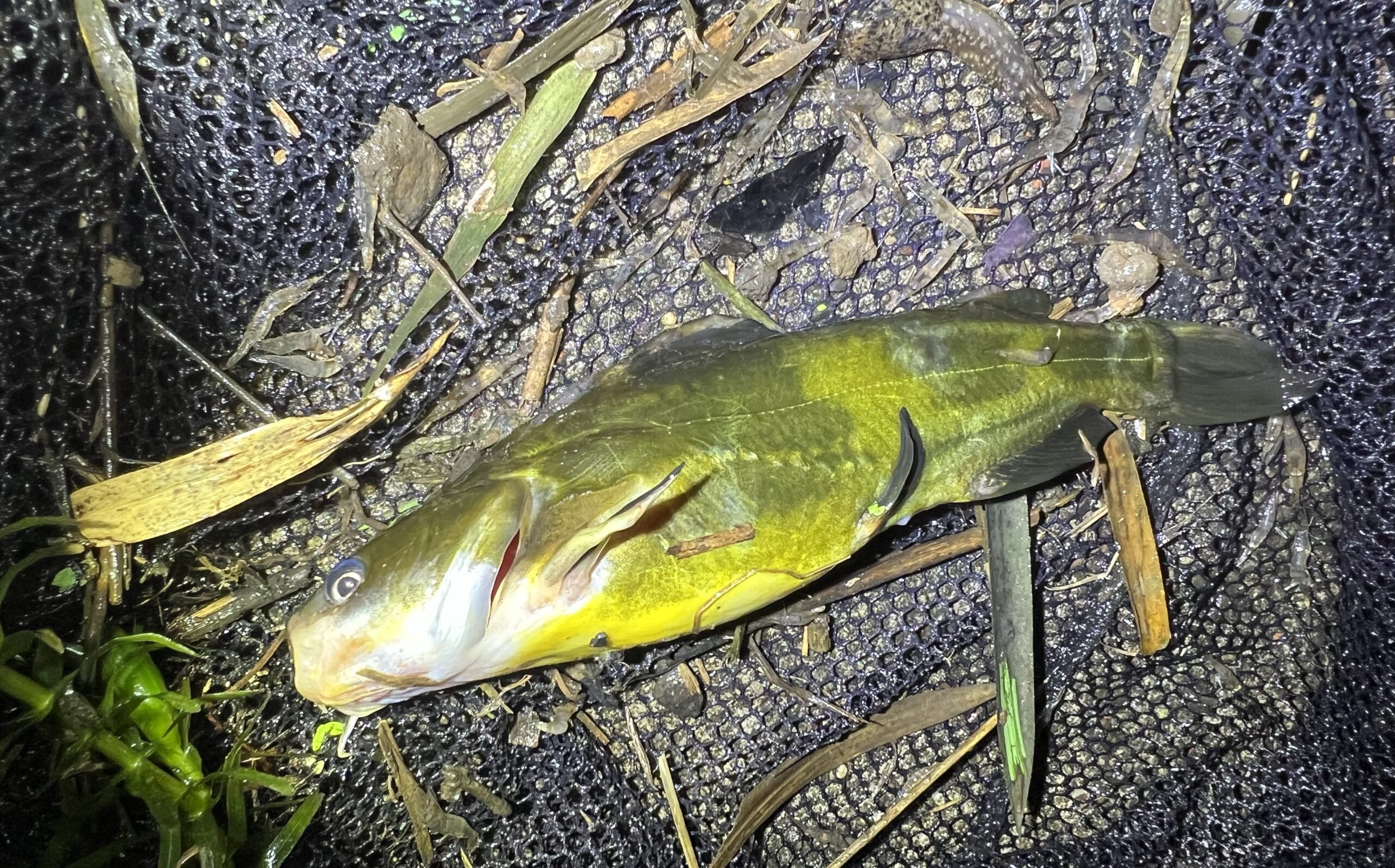 コウライギギ？ Tachysurus fulvidraco (Richardson, 1846) 、Pseudobagrus ...