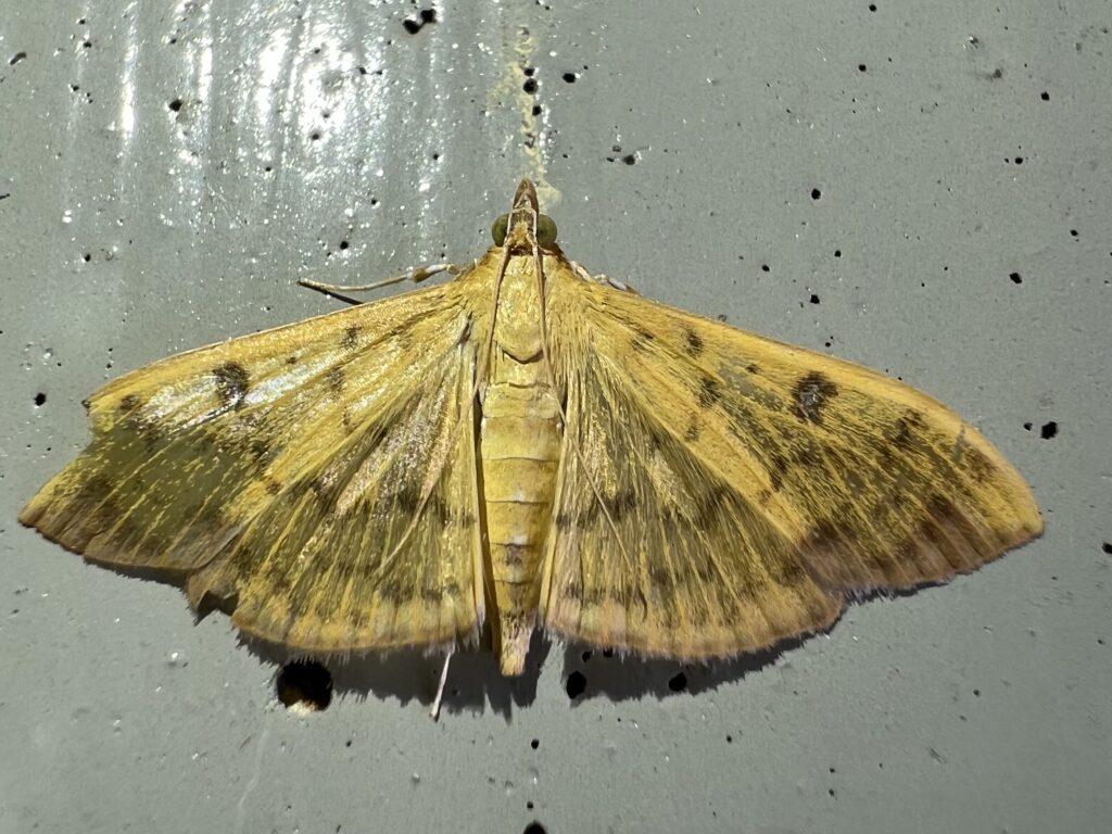 タイワンウスキノメイガ？ Botyodes diniasalis (Walker, 1859) – 身近な自然に癒されて