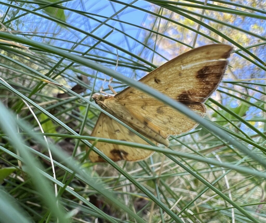 タイワンウスキノメイガ 成虫 Botyodes diniasalis (Walker, 1859) 群馬県 万座温泉 標高1750メートル ...