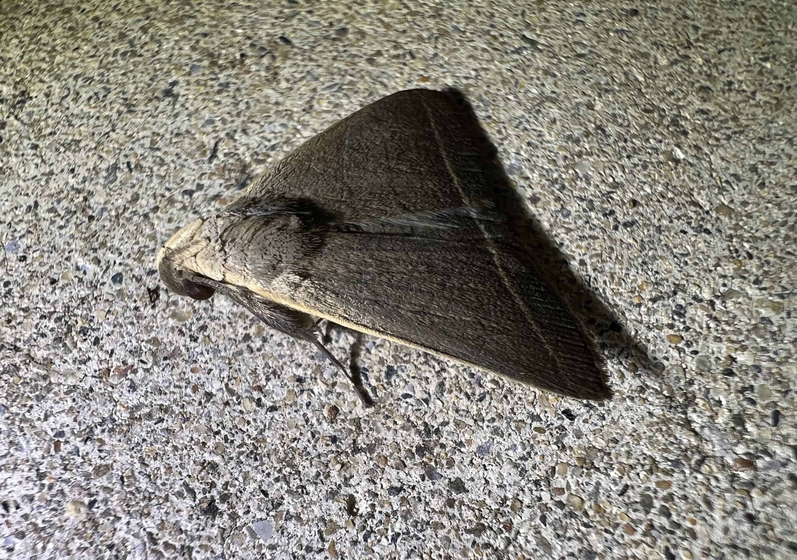 ニセアカマエアツバ？ 成虫 Simplicia xanthoma Prout, 1928 – 身近な自然に癒されて