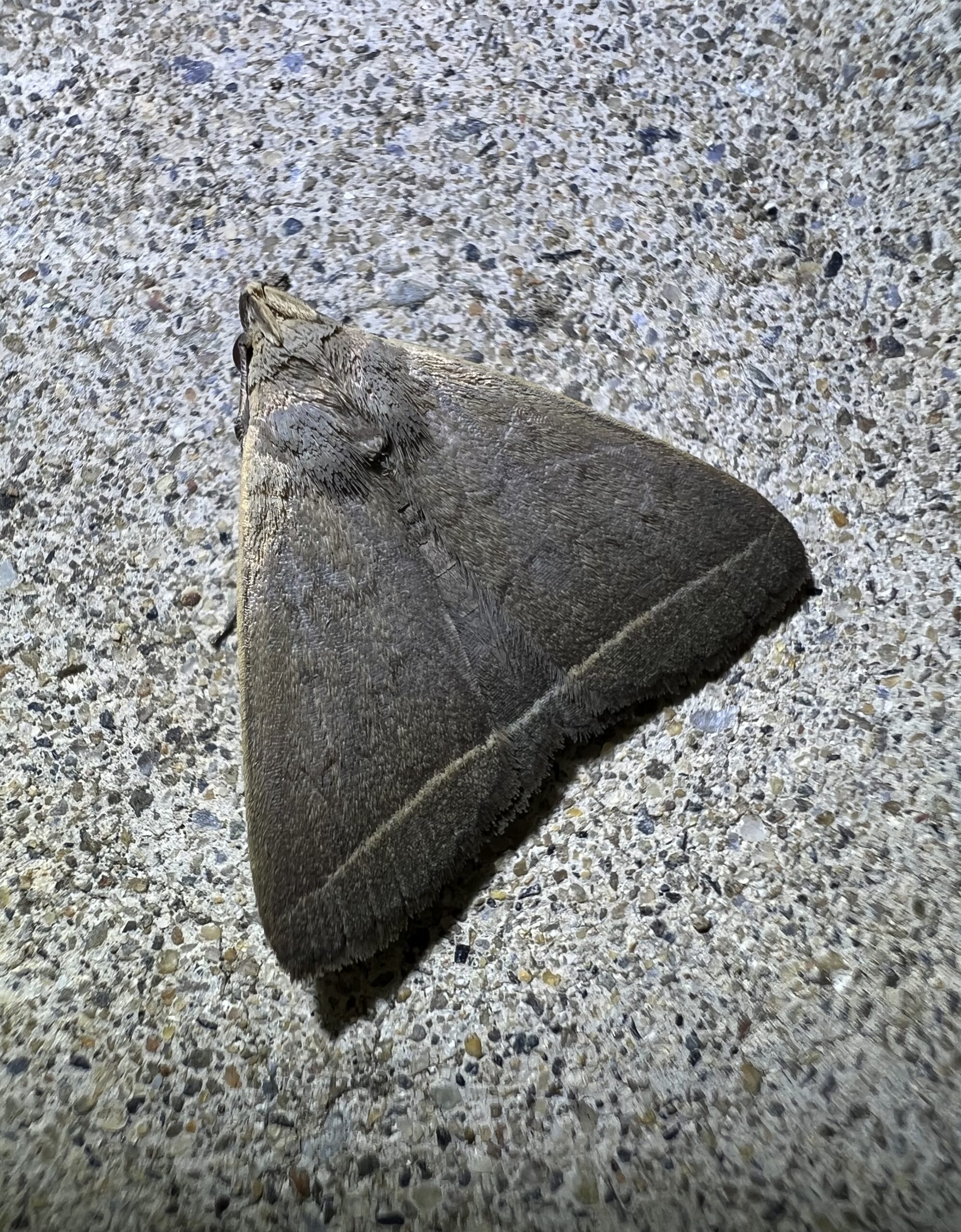 ニセアカマエアツバ？ 成虫 Simplicia xanthoma Prout, 1928 – 身近な自然に癒されて