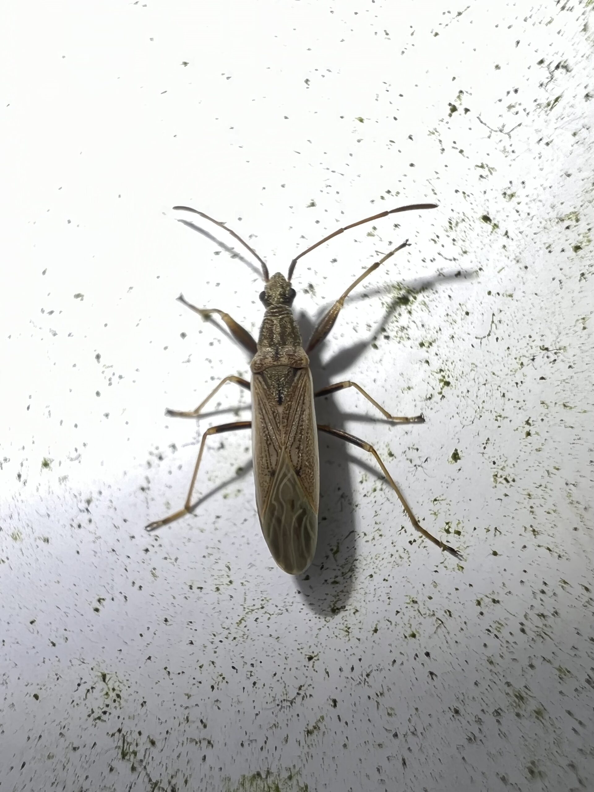 ミナミホソナガカメムシ？ Paromius exiguus (Distant, 1883) – 身近な自然に癒されて