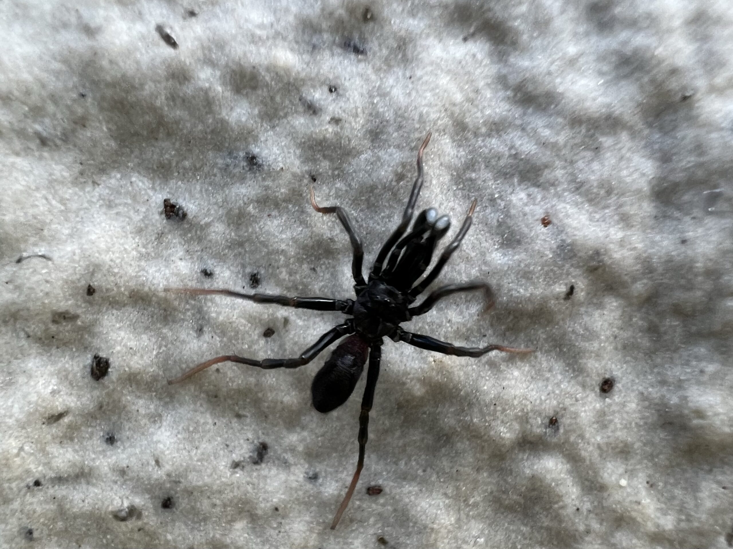 ワスレナグモ 雄 Calommata signata （Karsch, 1879） – 身近な自然に癒されて