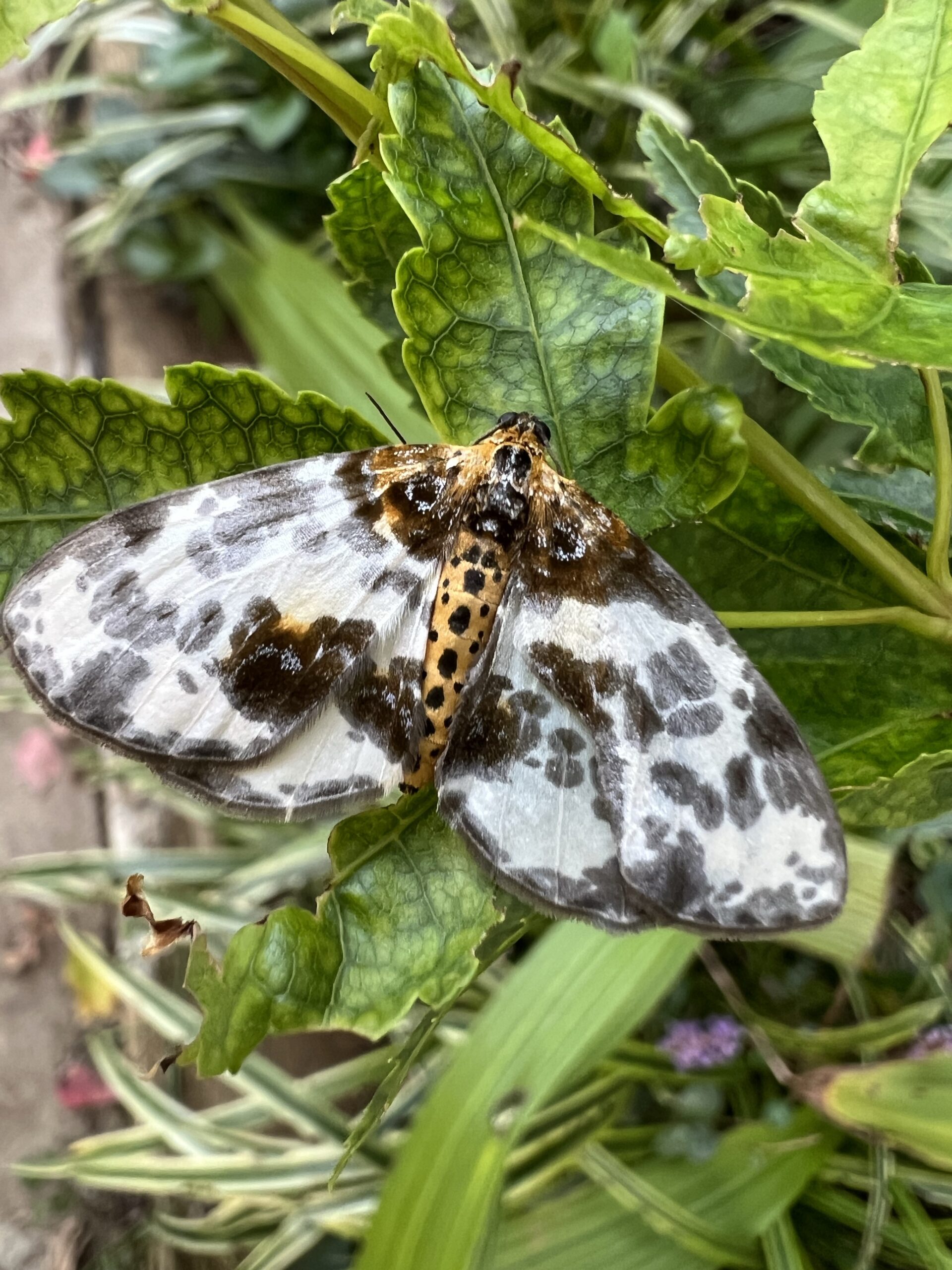 ユウマダラエダシャク 秋型 Abraxas miranda miranda Butler, 1878 – 身近な自然に癒されて