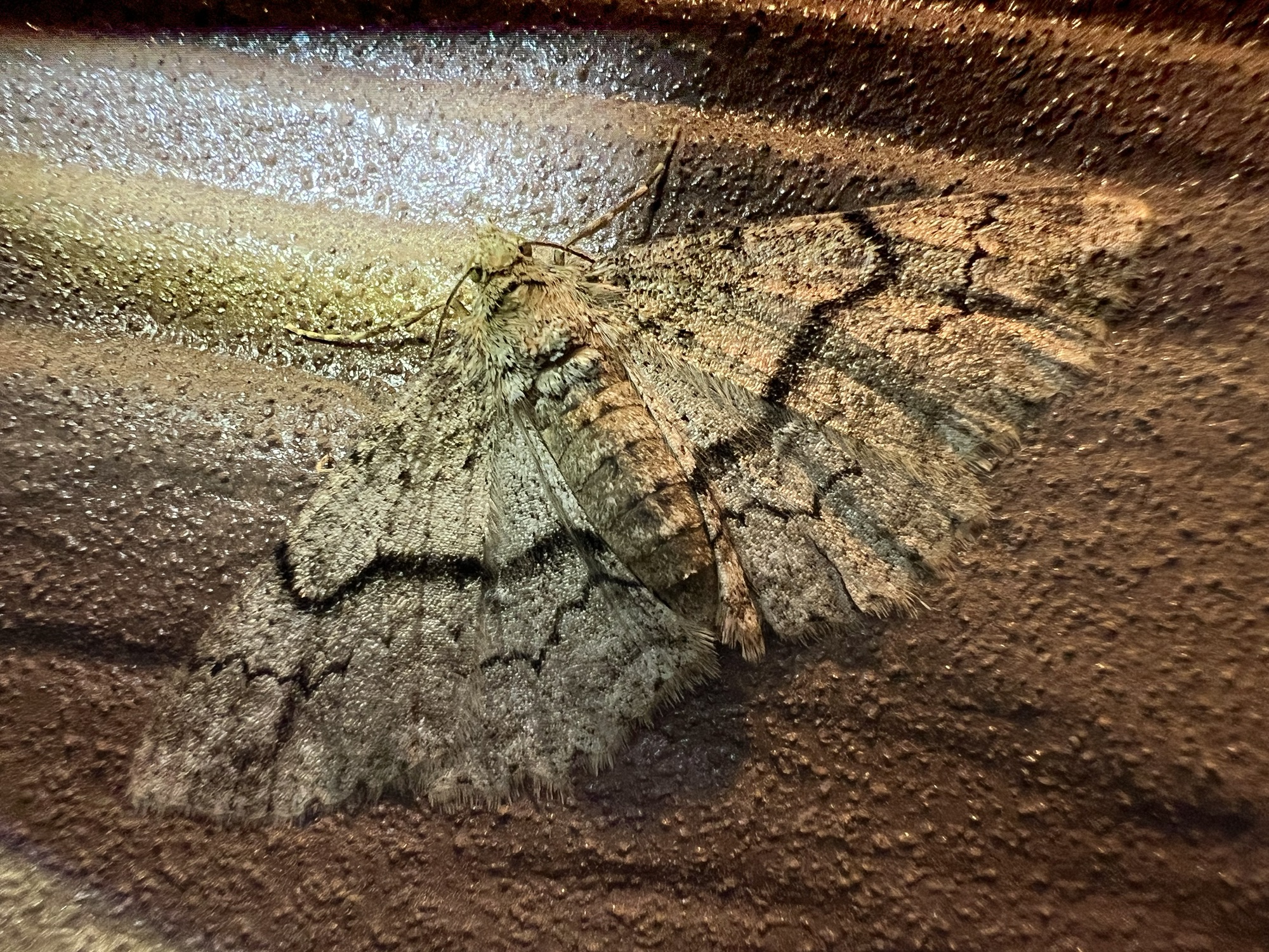 シロテンエダシャク 成虫 Cleora leucophaea (Butler, 1878) – 身近な自然に癒されて