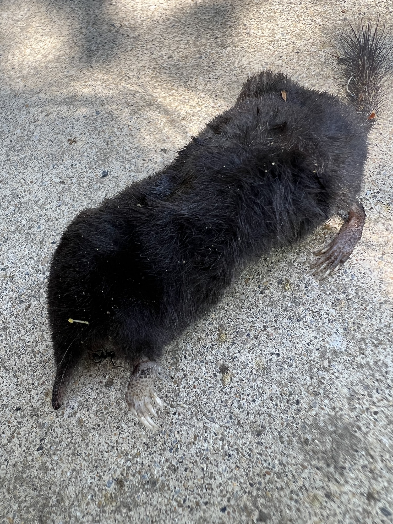 ヒミズ Urotrichus talpoides （Temminck, 1841） – 身近な自然に癒されて