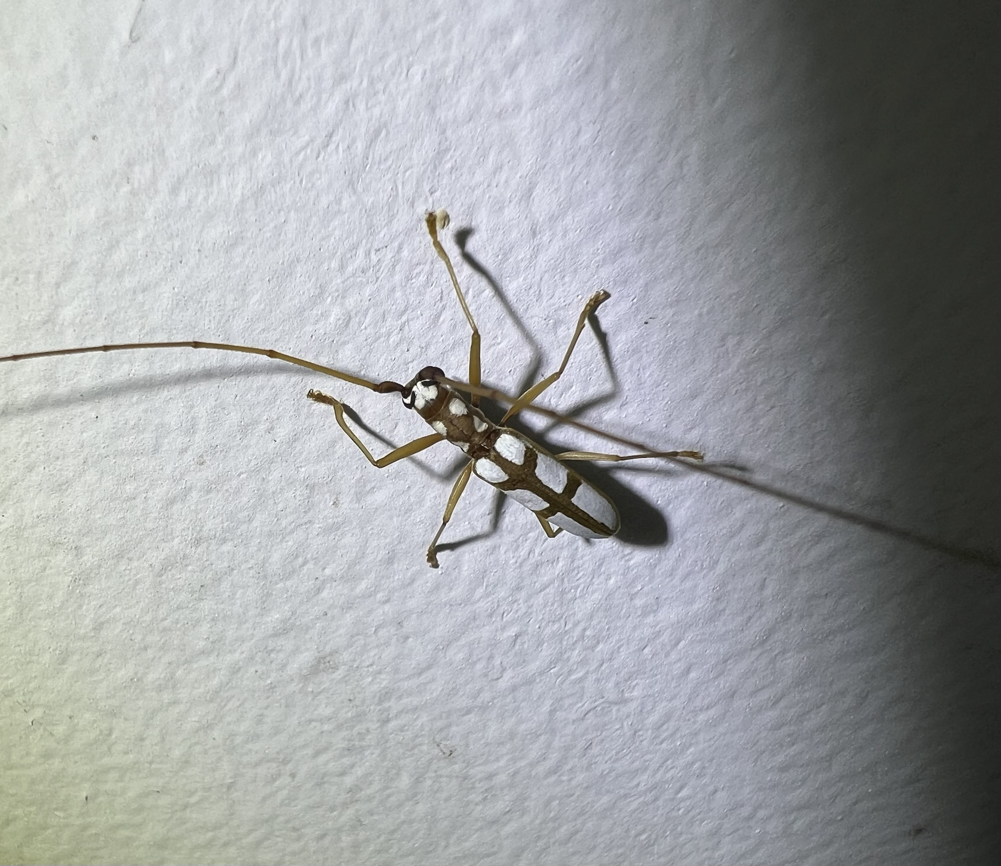 タカサゴシロカミキリ Olenecamptus formosanus (Pic, 1914) – 身近な自然に癒されて